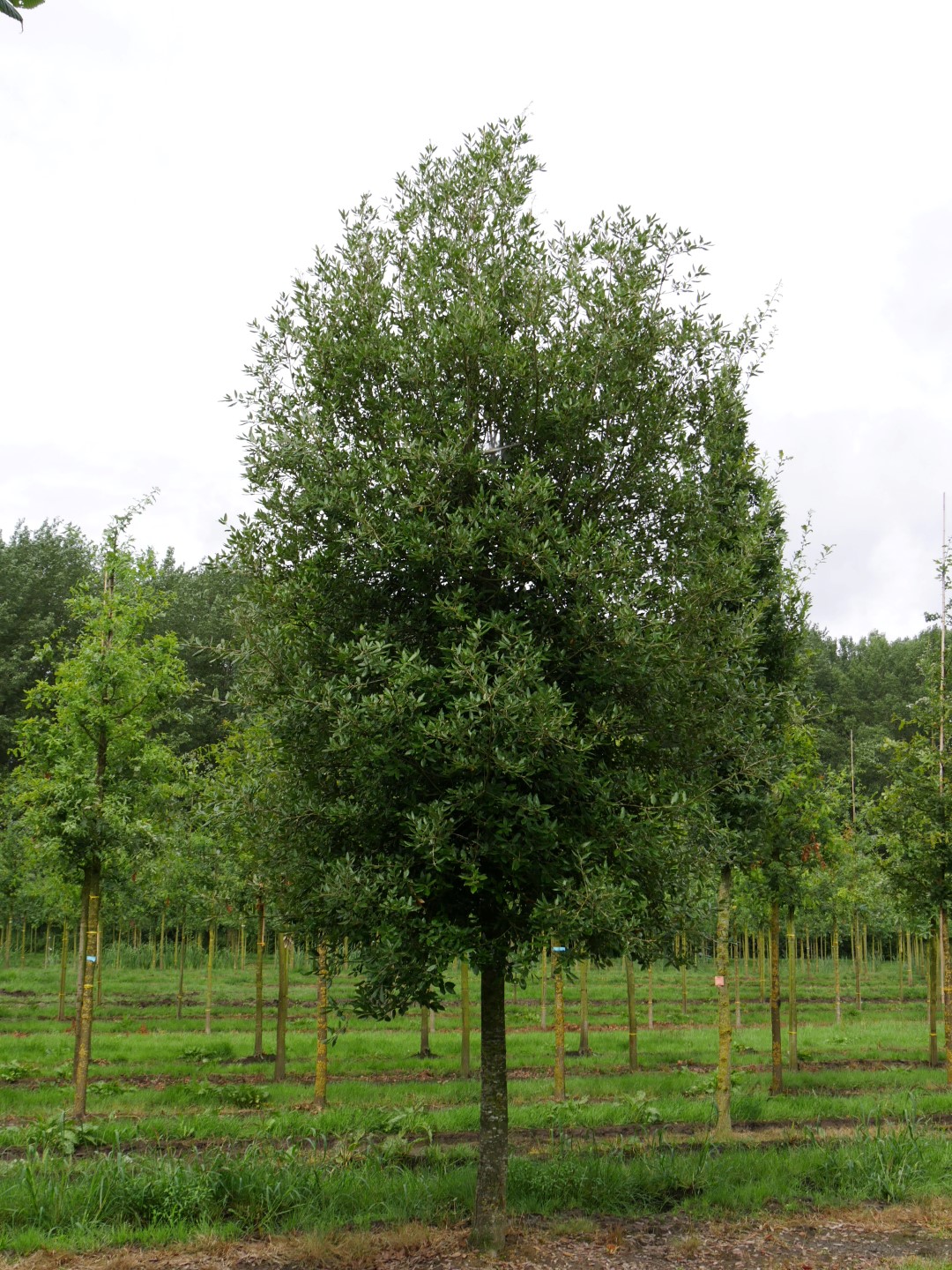 Quercus ilex | Steeneik - Van den Berk Boomkwekerijen