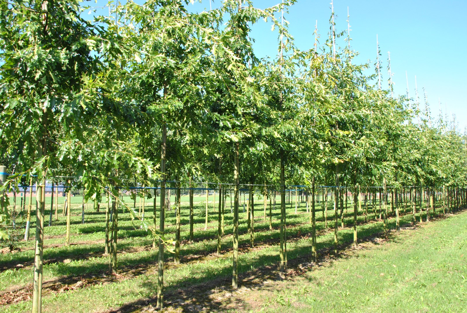 Quercus palustris | Moeraseik - Van den Berk Boomkwekerijen