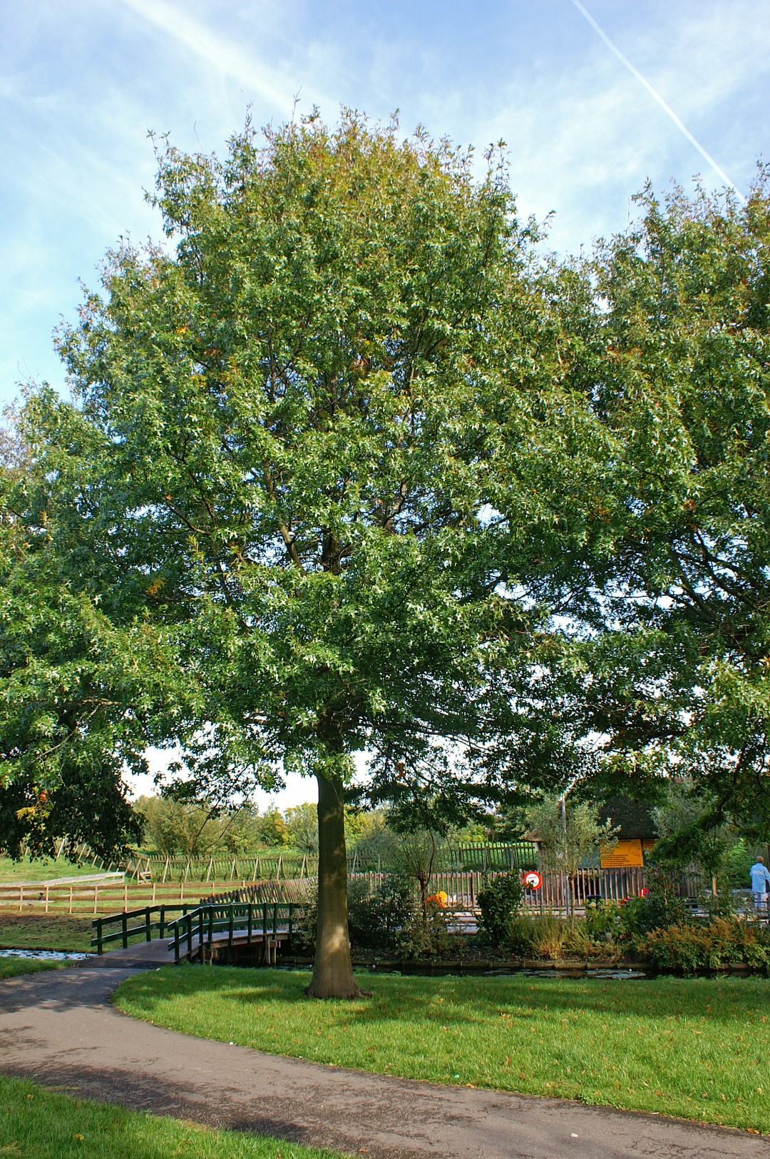 Quercus palustris | Moeraseik - Van den Berk Boomkwekerijen