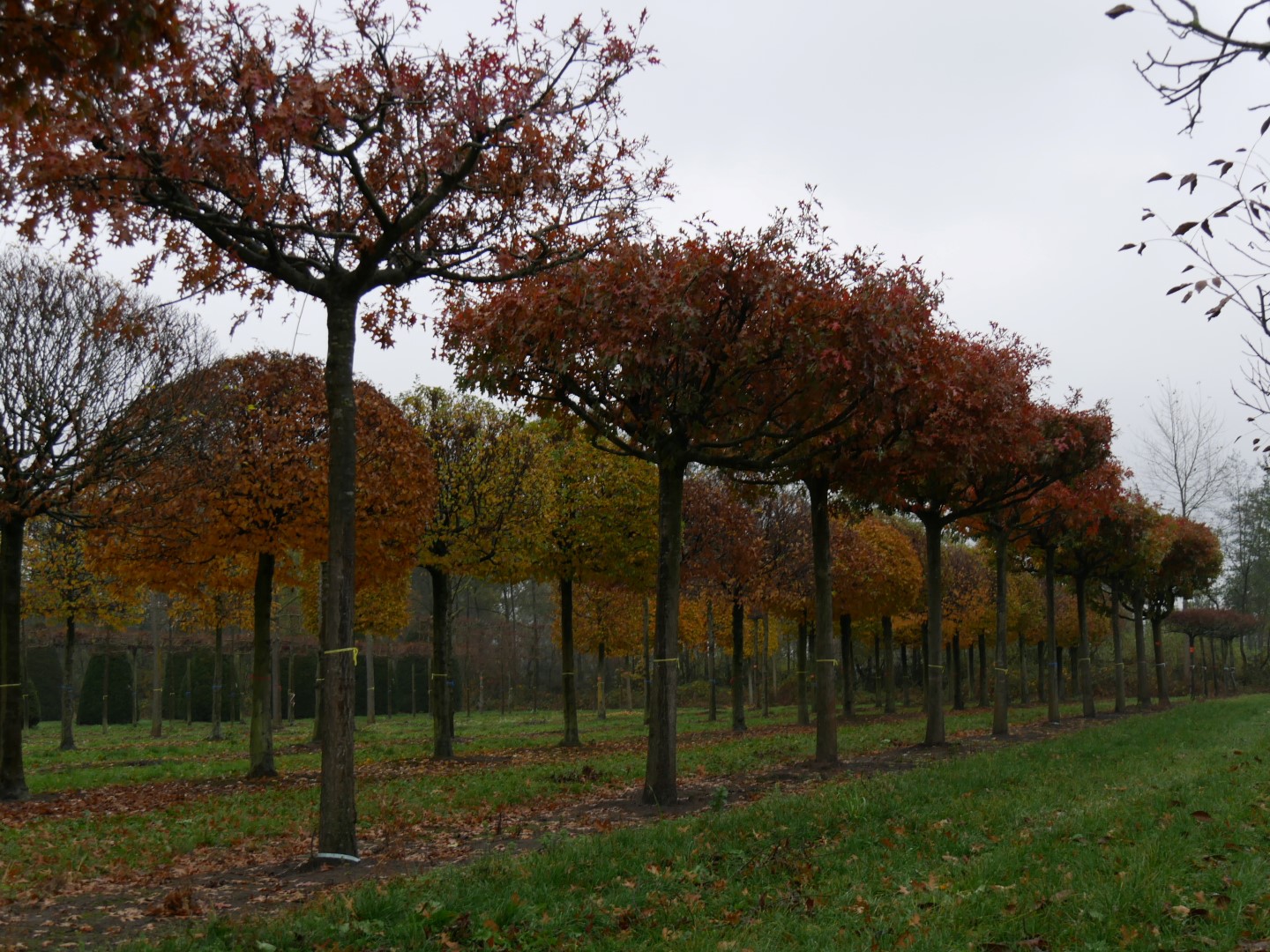 Quercus palustris | Moeraseik - Van den Berk Boomkwekerijen