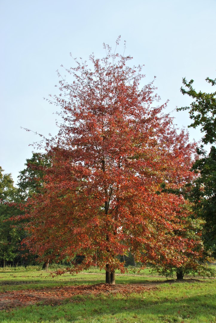 Quercus palustris | Moeraseik - Van den Berk Boomkwekerijen