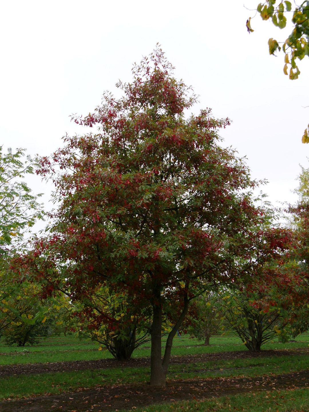 Quercus palustris | Moeraseik - Van den Berk Boomkwekerijen