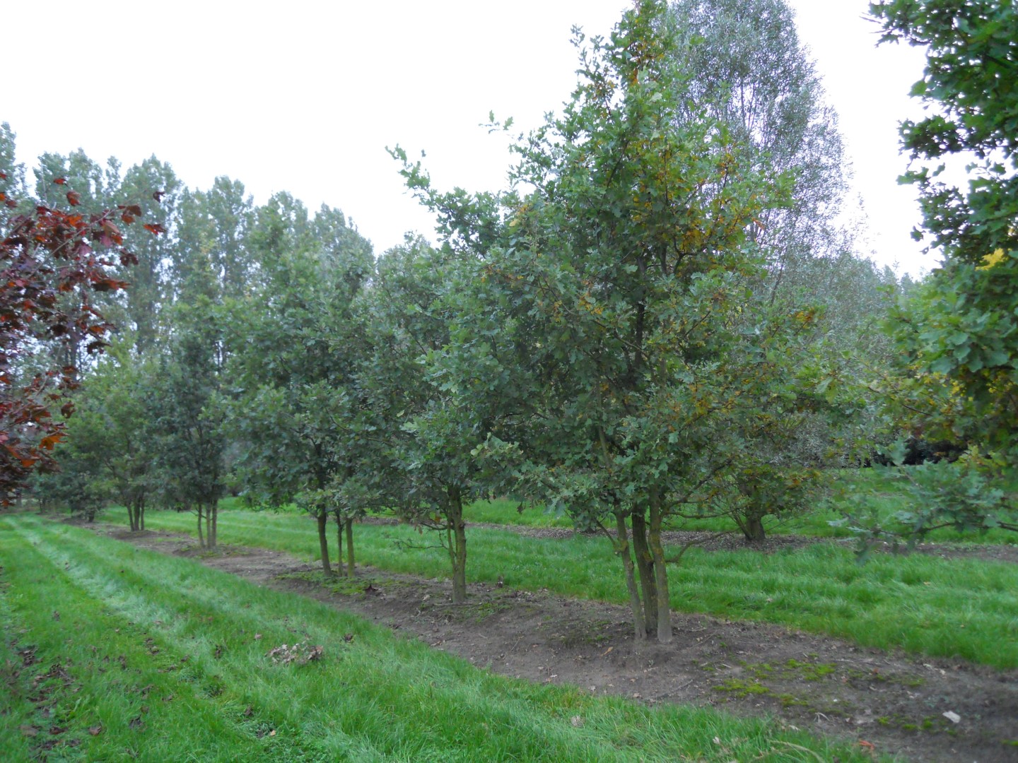 Quercus robur | Zomereik, Inlandse eik - Van den Berk Boomkwekerijen