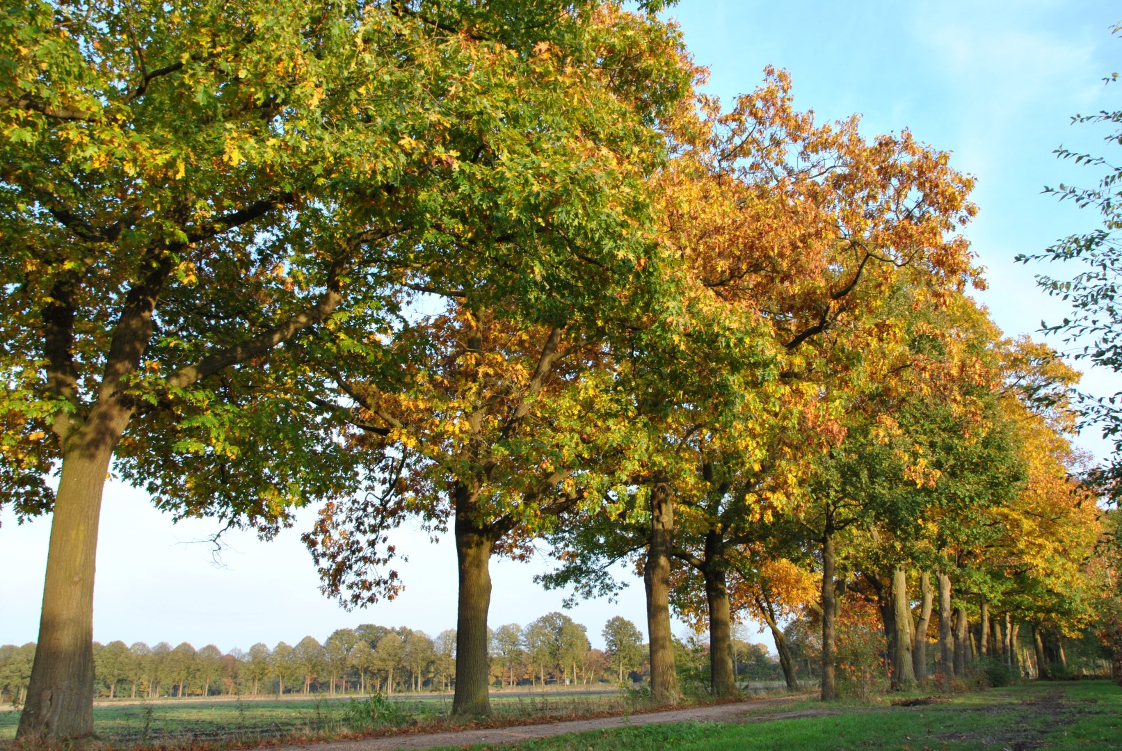 Quercus rubra | Amerikaanse eik - Van den Berk Boomkwekerijen