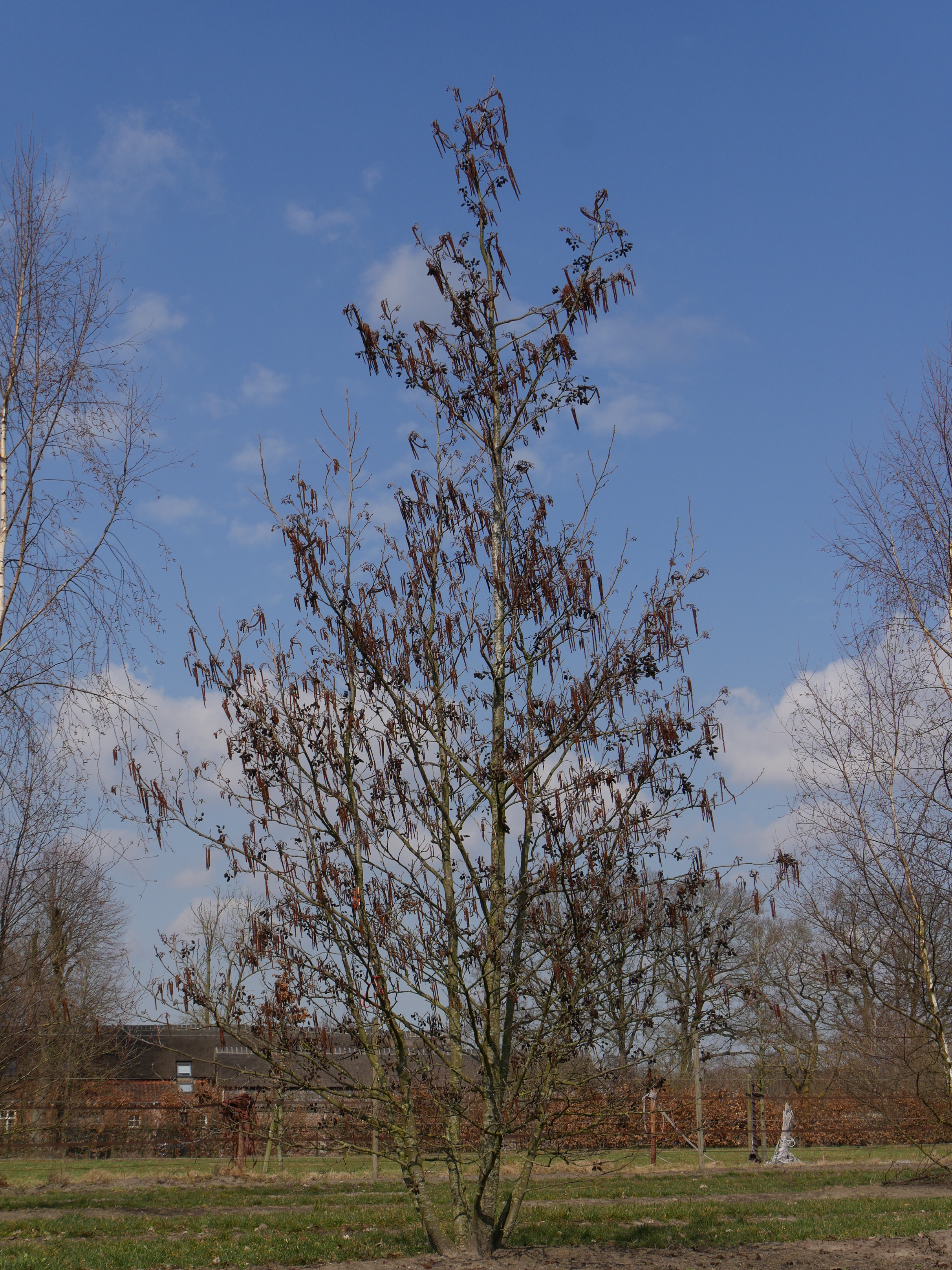 Alnus glutinosa | Gewone els, Zwarte els - Van den Berk Boomkwekerijen