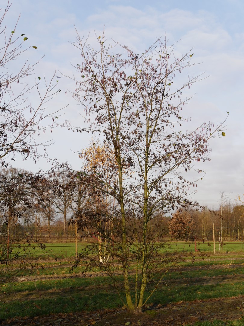 Alnus glutinosa | Gewone els, Zwarte els - Van den Berk Boomkwekerijen