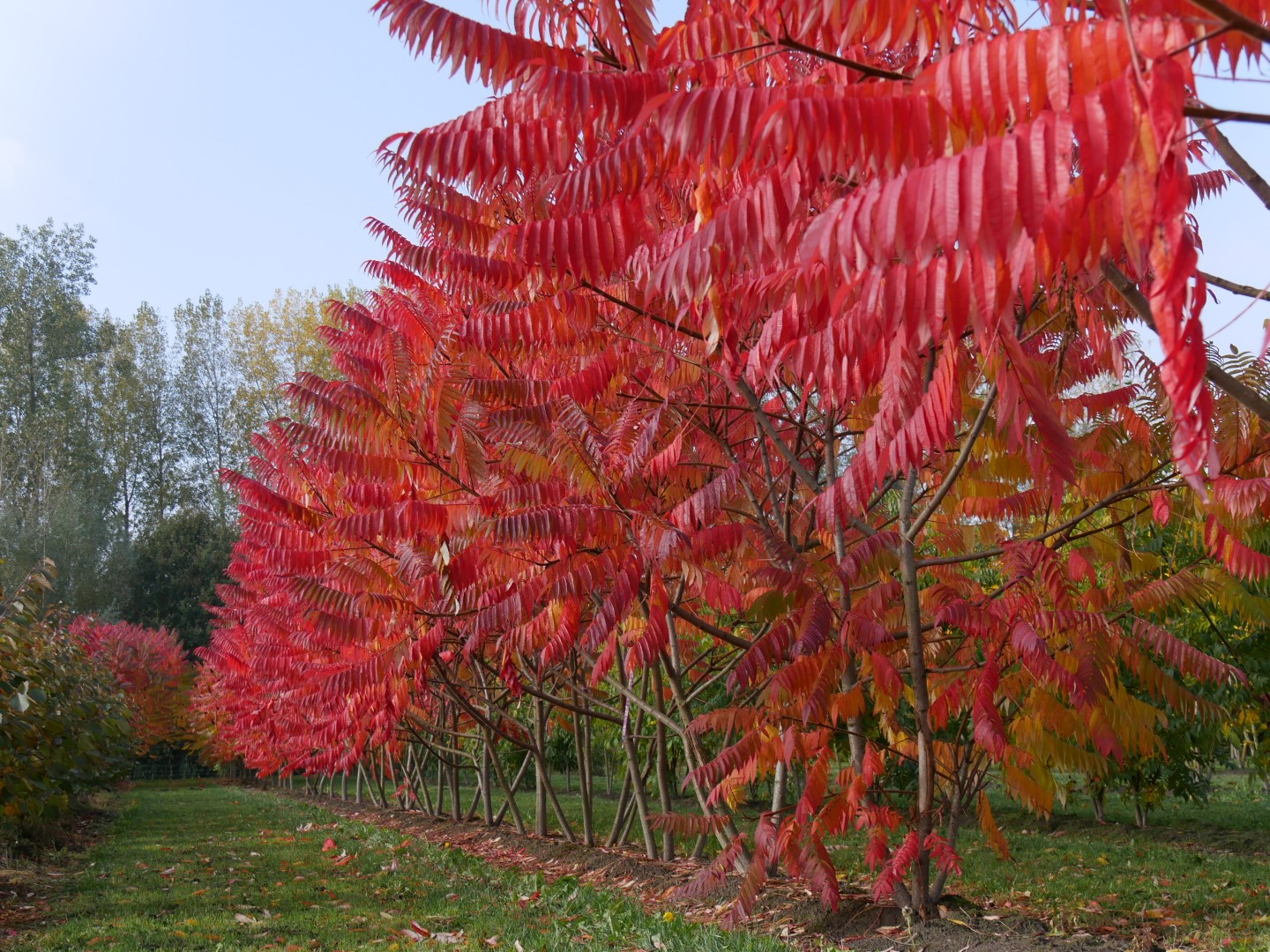 Rhus typhina | Fluweelboom - Van den Berk Boomkwekerijen