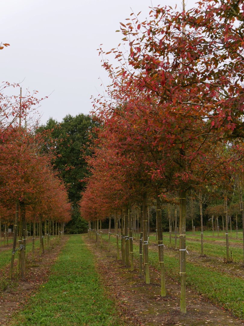 Amelanchier lamarckii | Krentenboompje - Van den Berk Boomkwekerijen
