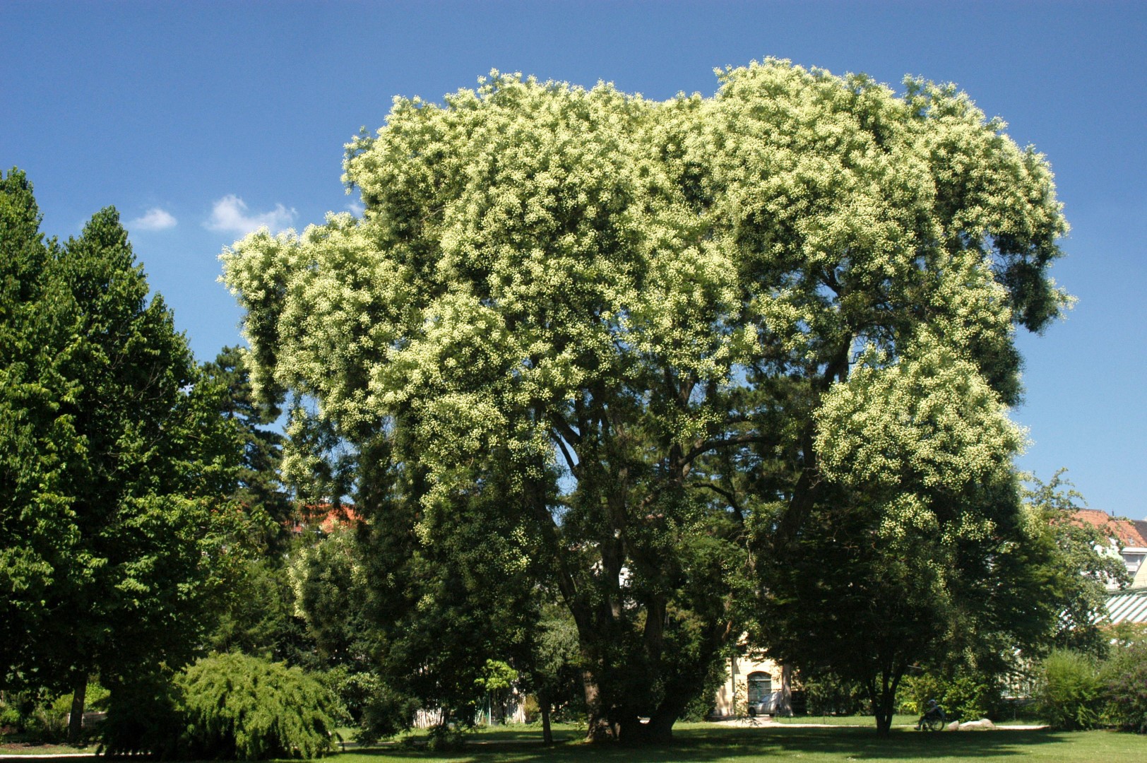 Styphnolobium japonicum | Honingboom - Van den Berk Boomkwekerijen
