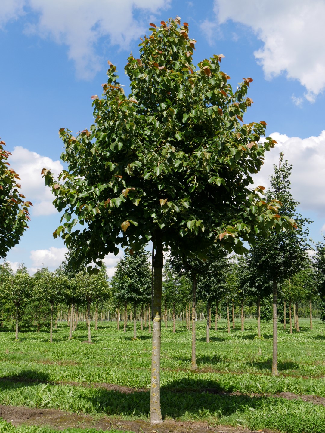Tilia henryana - Van den Berk Boomkwekerijen