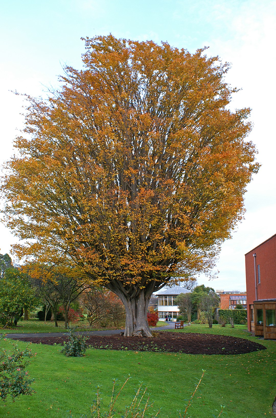 Zelkova Carpinifolia Zelkova Serrata (Japanese Zelkova) | Bloemenpark