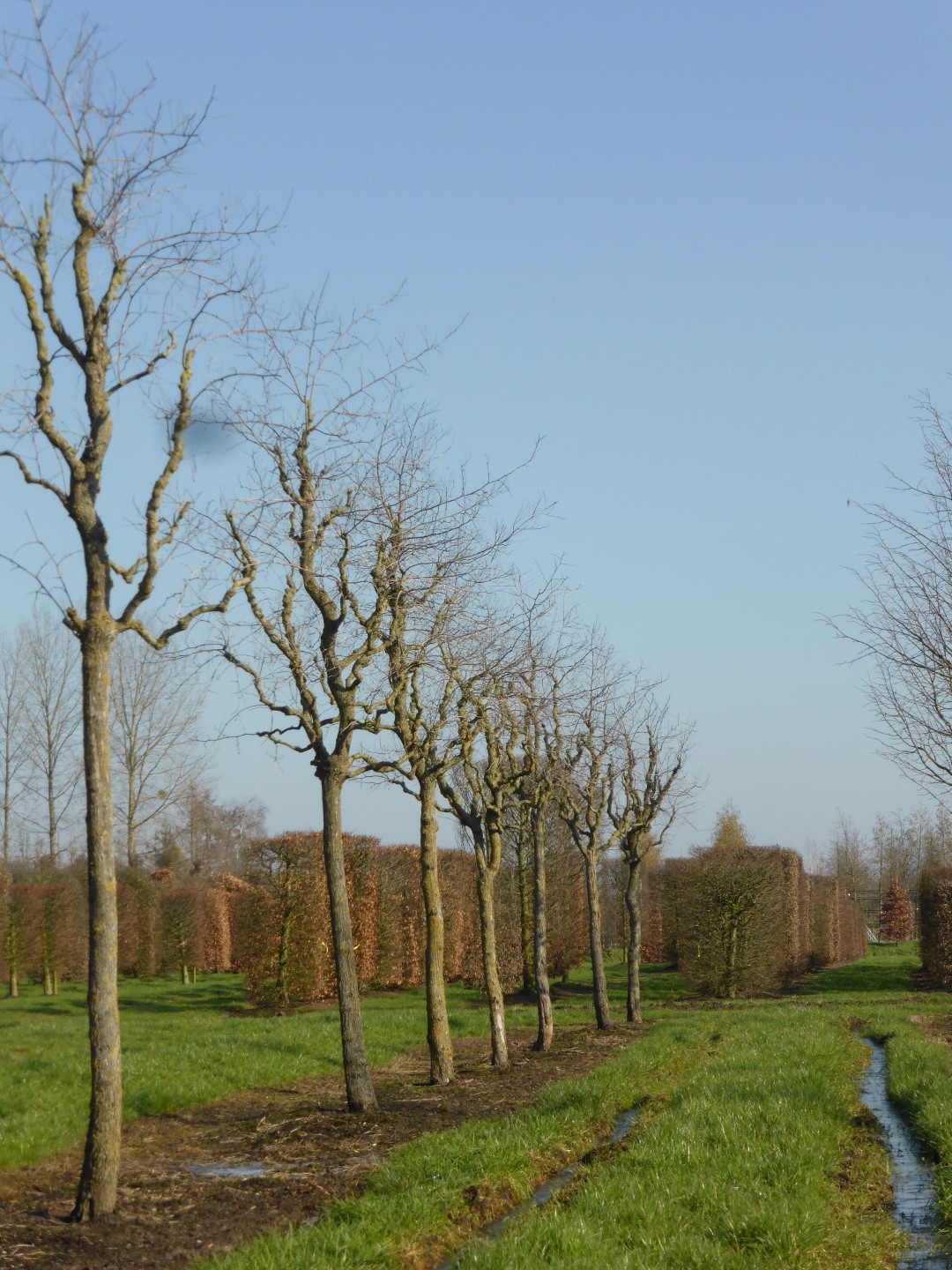Ziziphus jujuba | Chinese dadelboom, Chinese jujube - Van den Berk ...