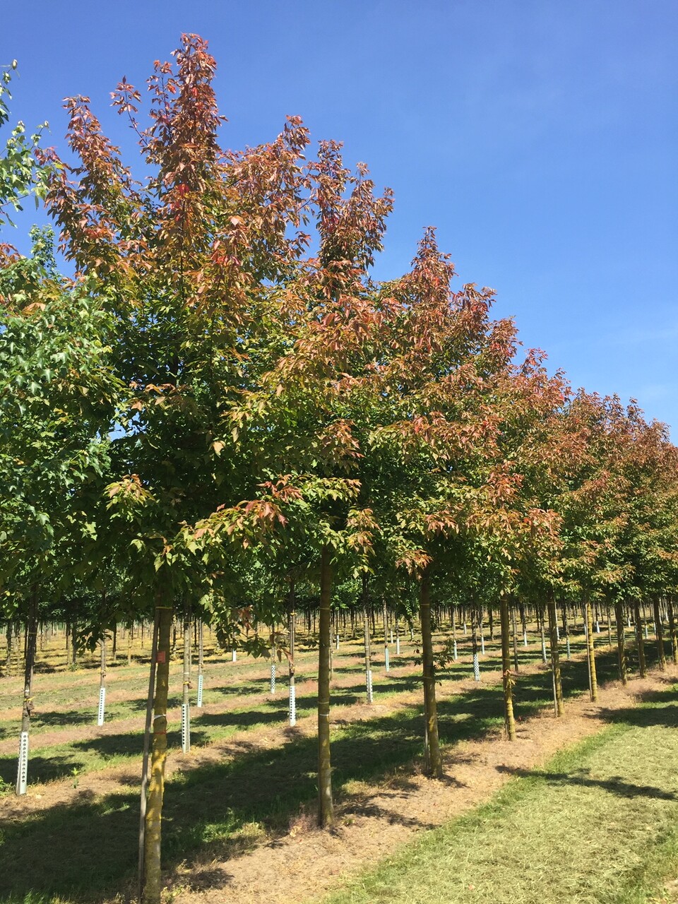 Acer negundo 'Sensation' - Van den Berk Boomkwekerijen