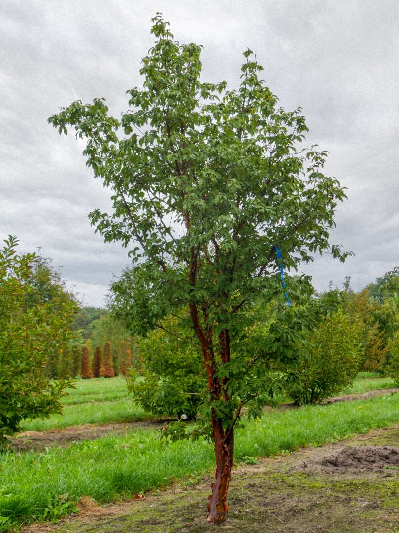 Acer griseum | Papieresdoorn - Van den Berk Boomkwekerijen