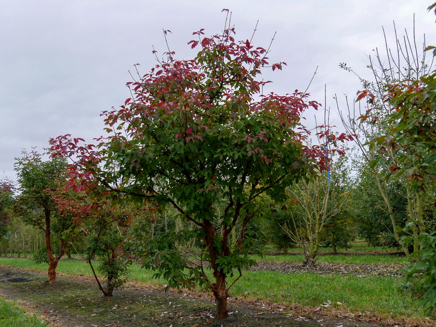 Acer griseum | Papieresdoorn - Van den Berk Boomkwekerijen