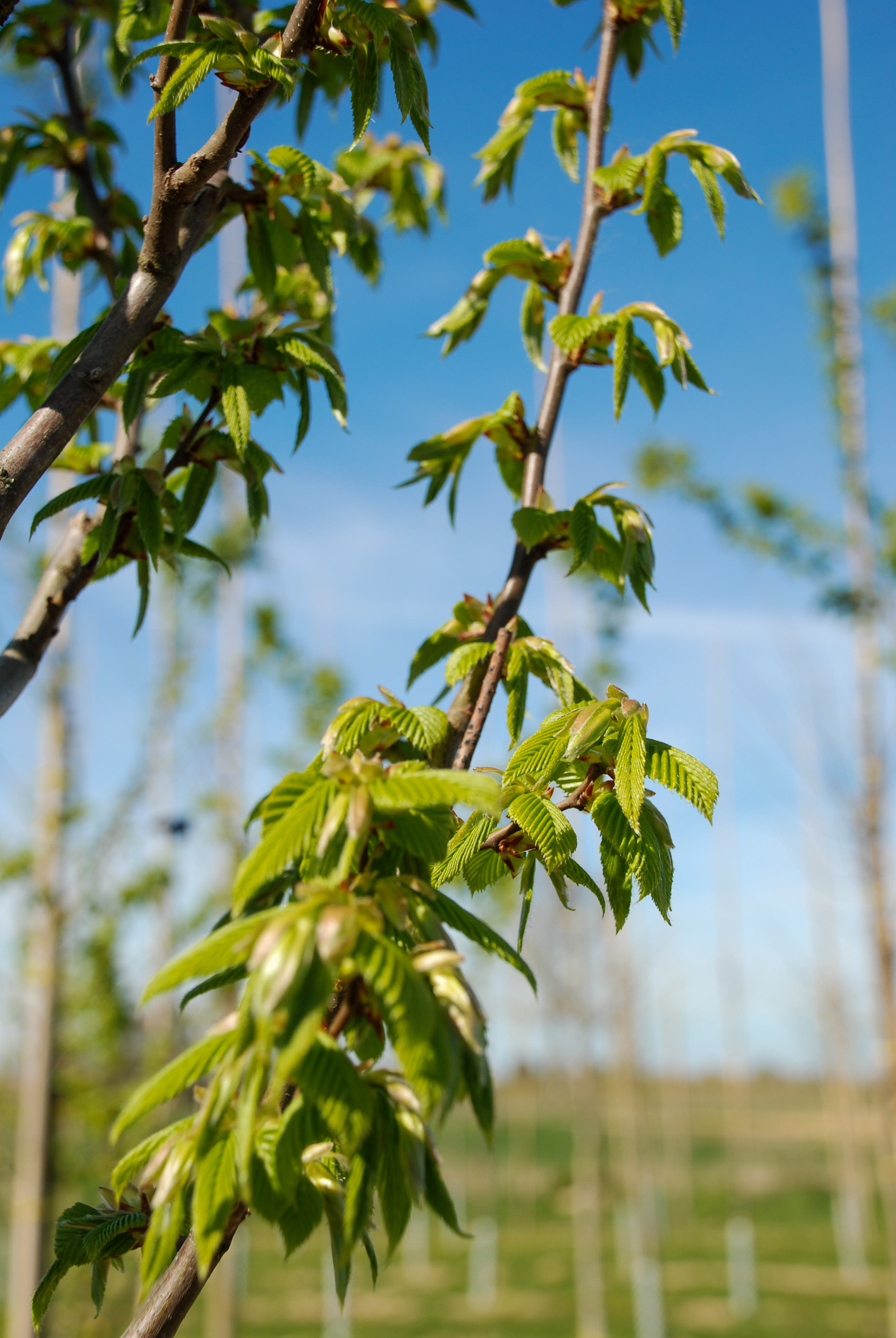 Carpinus betulus 'Lucas' | Haagbeuk (cv) - Van den Berk Boomkwekerijen