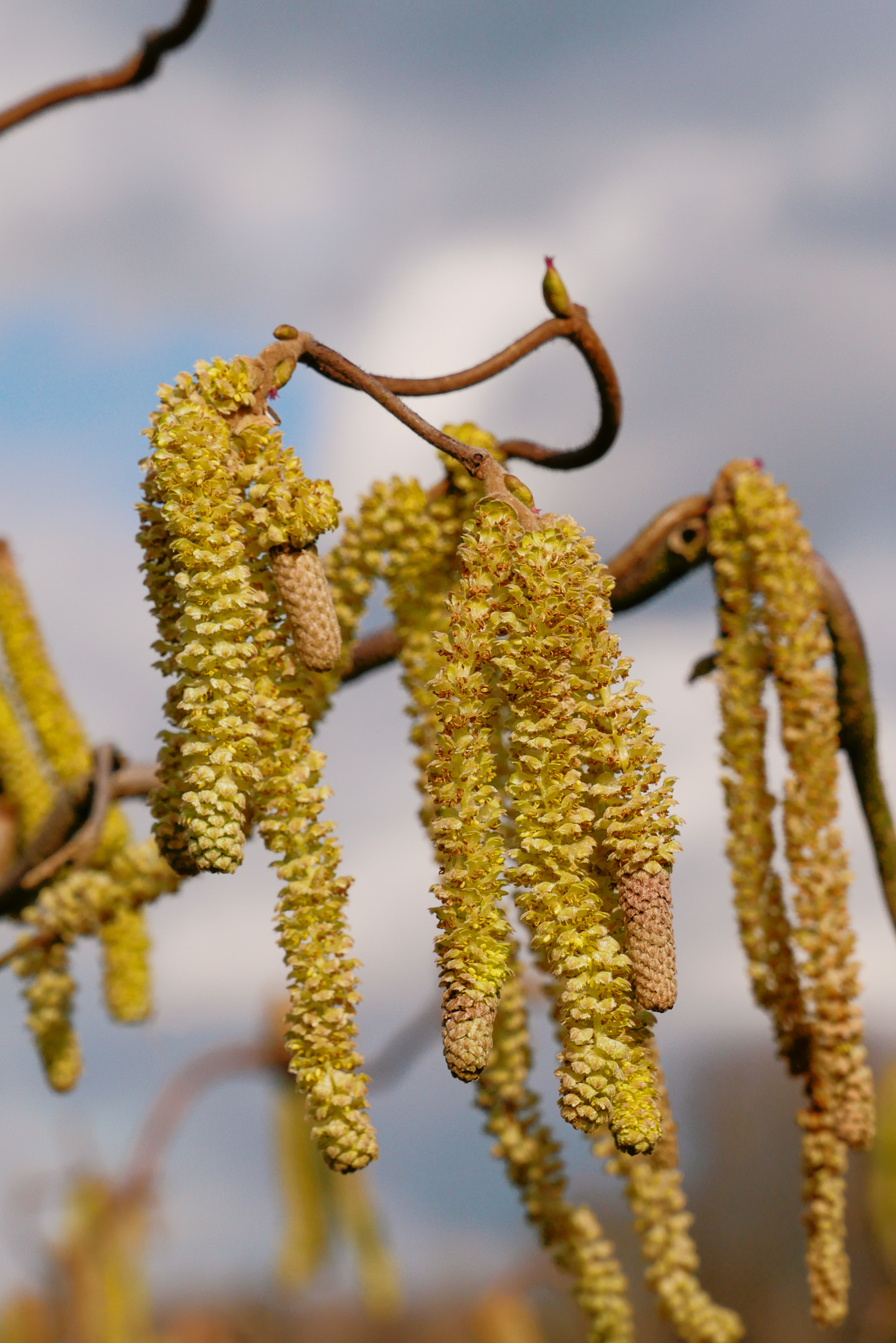 Corylus avellana | Gewone hazelaar - Van den Berk Boomkwekerijen