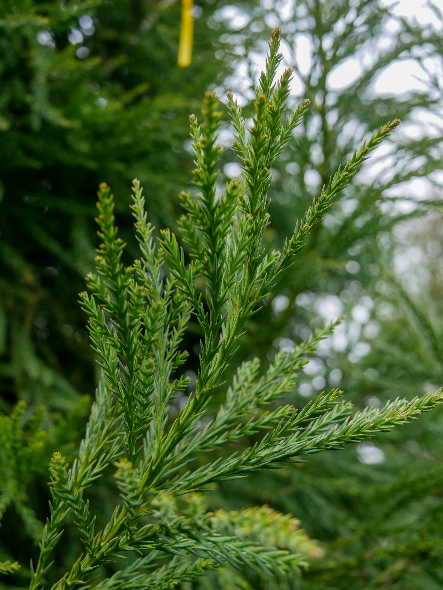 Cryptomeria japonica 'Kitayama-dai' - Van den Berk Boomkwekerijen