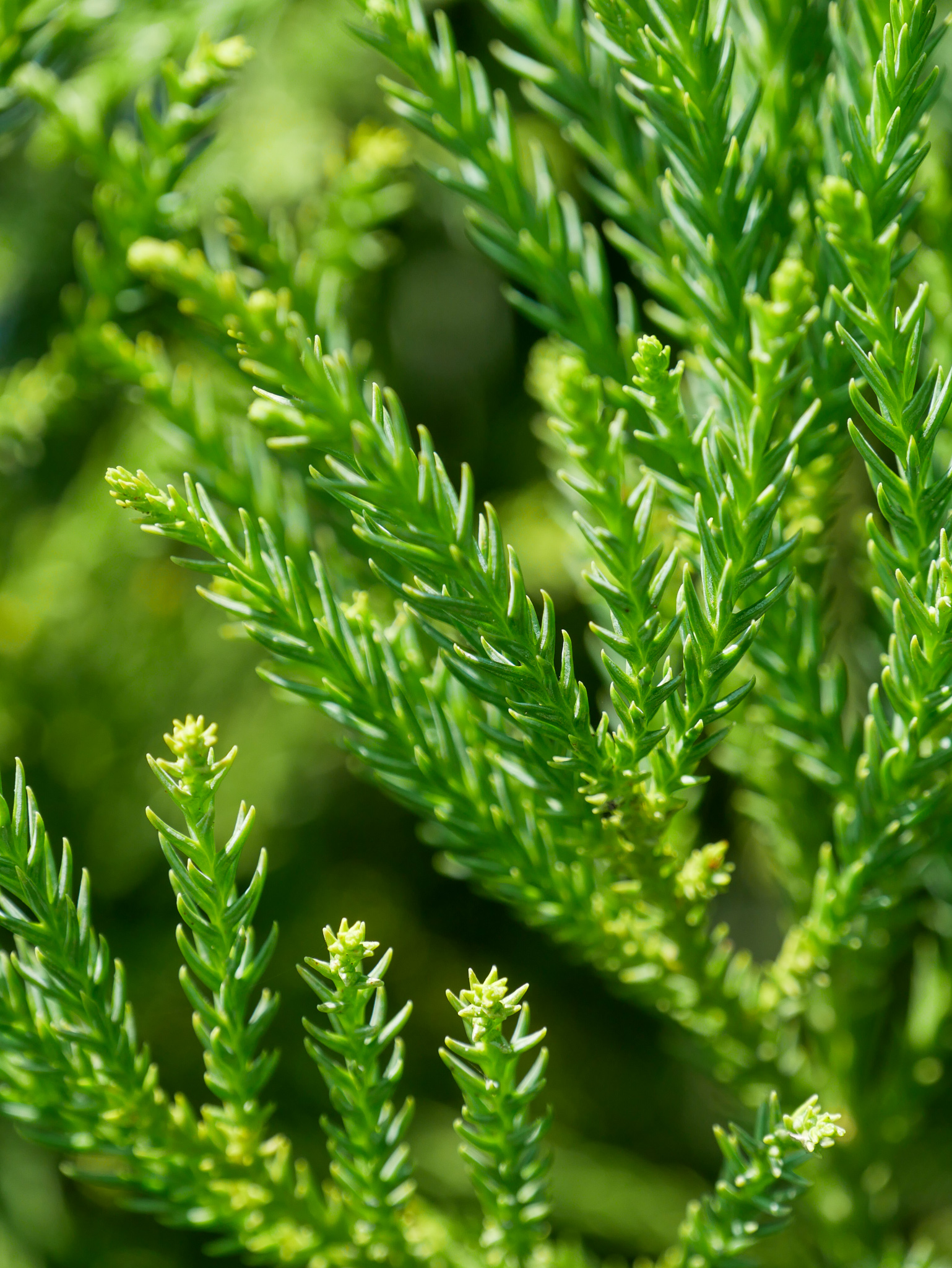 Cryptomeria japonica 'Kitayama-dai' - Van den Berk Boomkwekerijen