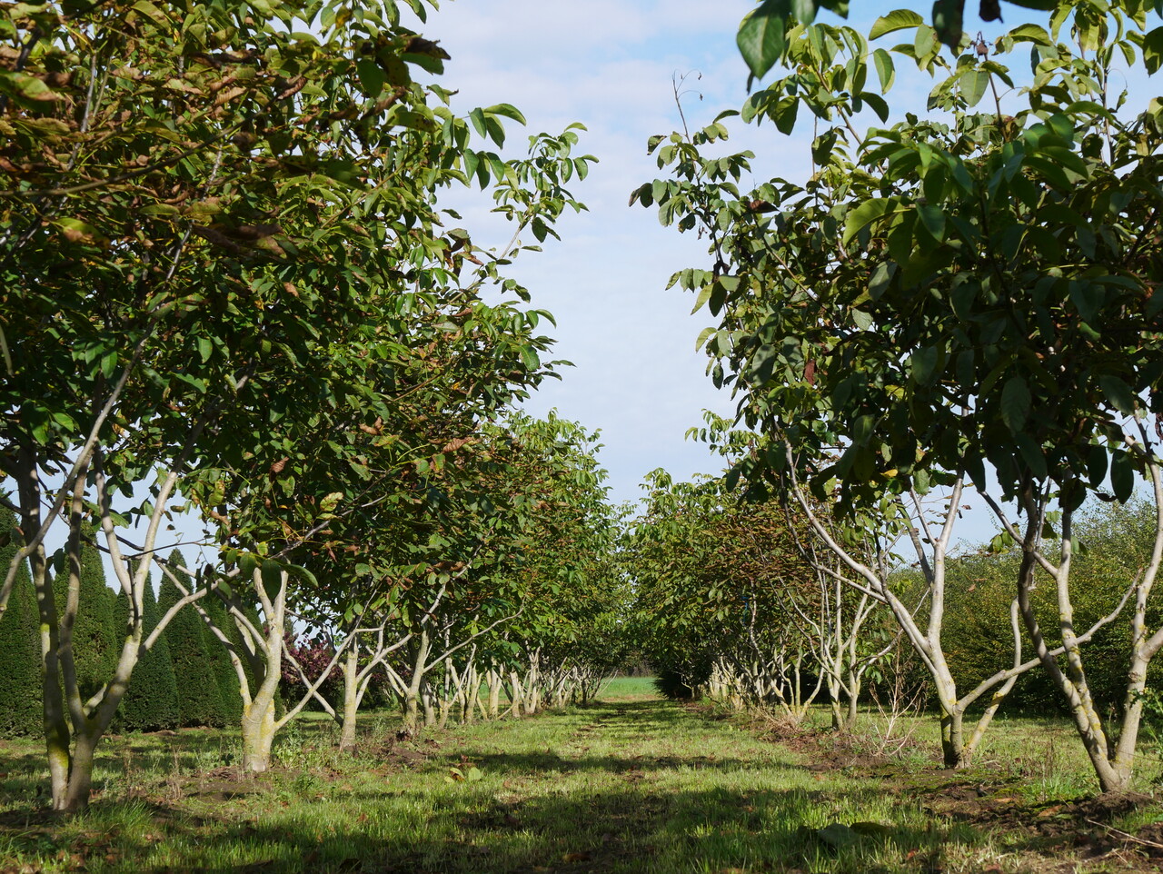 Juglans regia | Gewone walnoot, Okkernoot - Van den Berk Boomkwekerijen