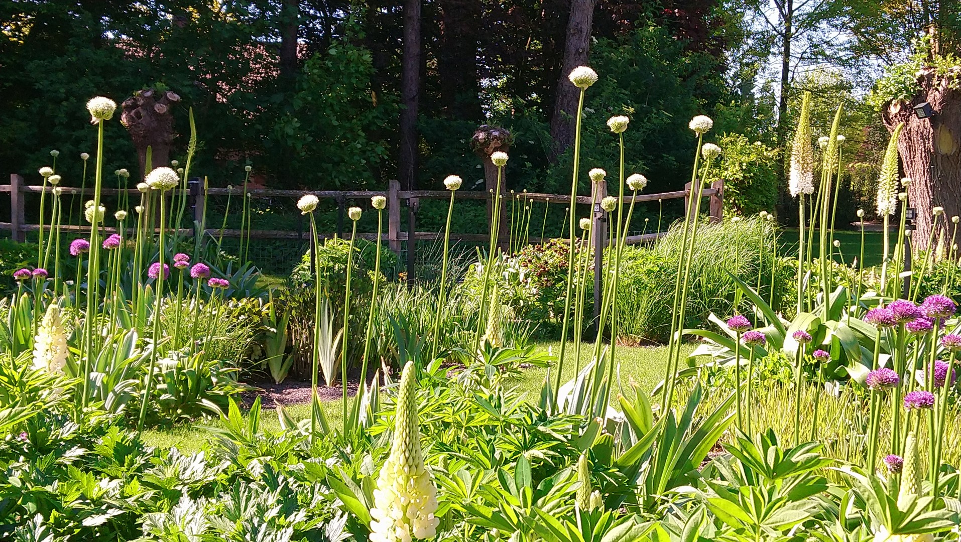 Alnus incana | Witte els, Grijze els - Van den Berk Boomkwekerijen