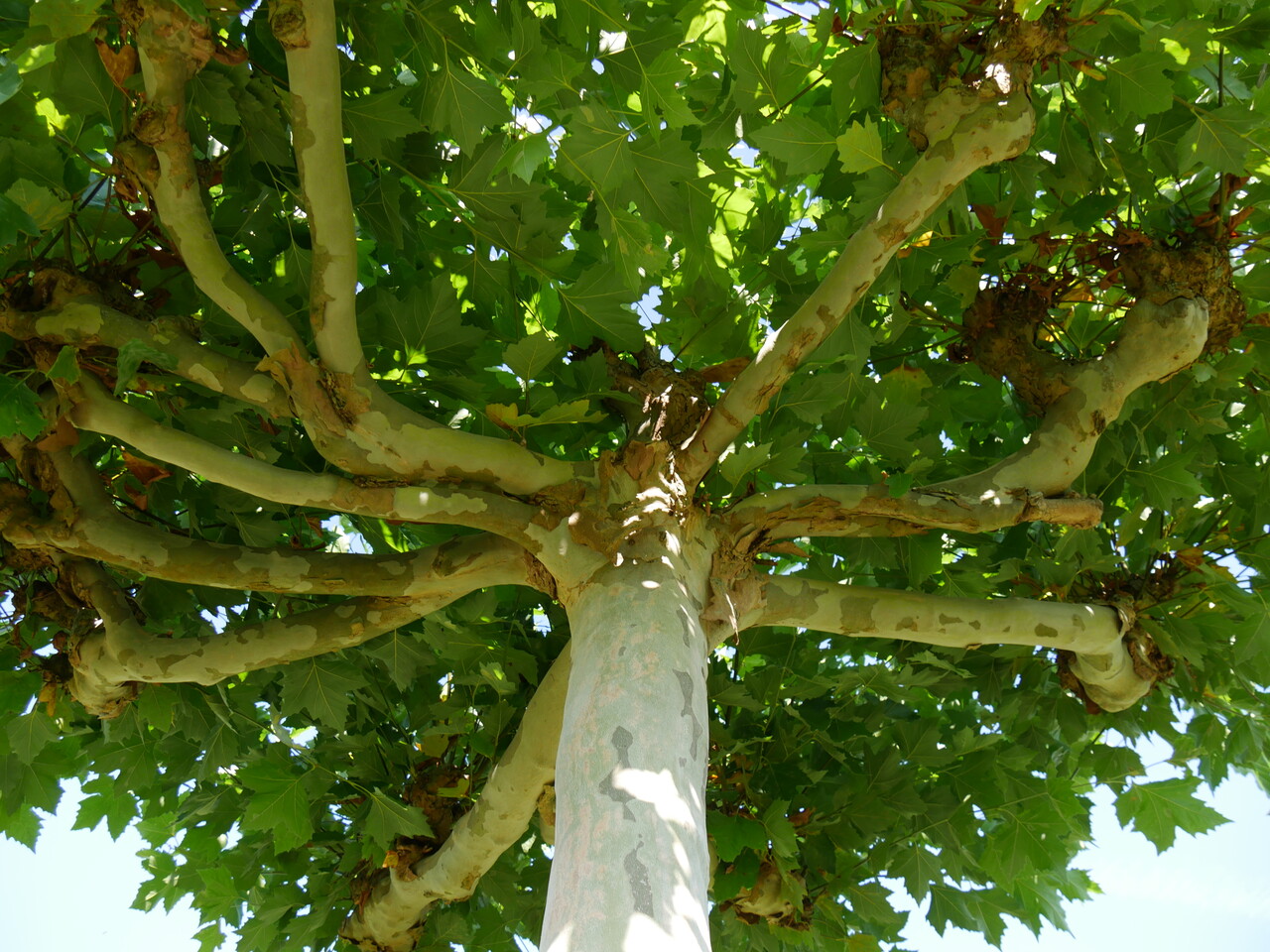 Platanus ×hispanica | Gewone plataan - Van den Berk Boomkwekerijen