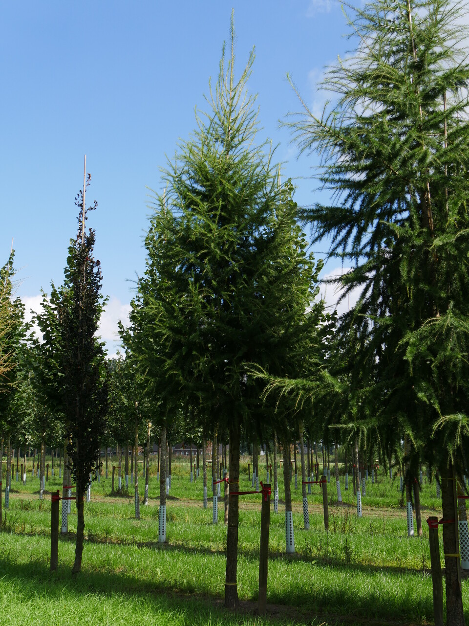 Larix decidua | Europese lariks - Van den Berk Boomkwekerijen