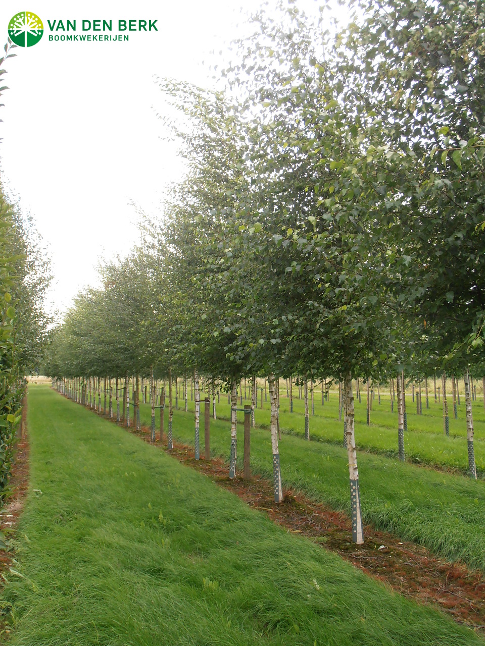 Betula pubescens | Zachte berk - Van den Berk Boomkwekerijen
