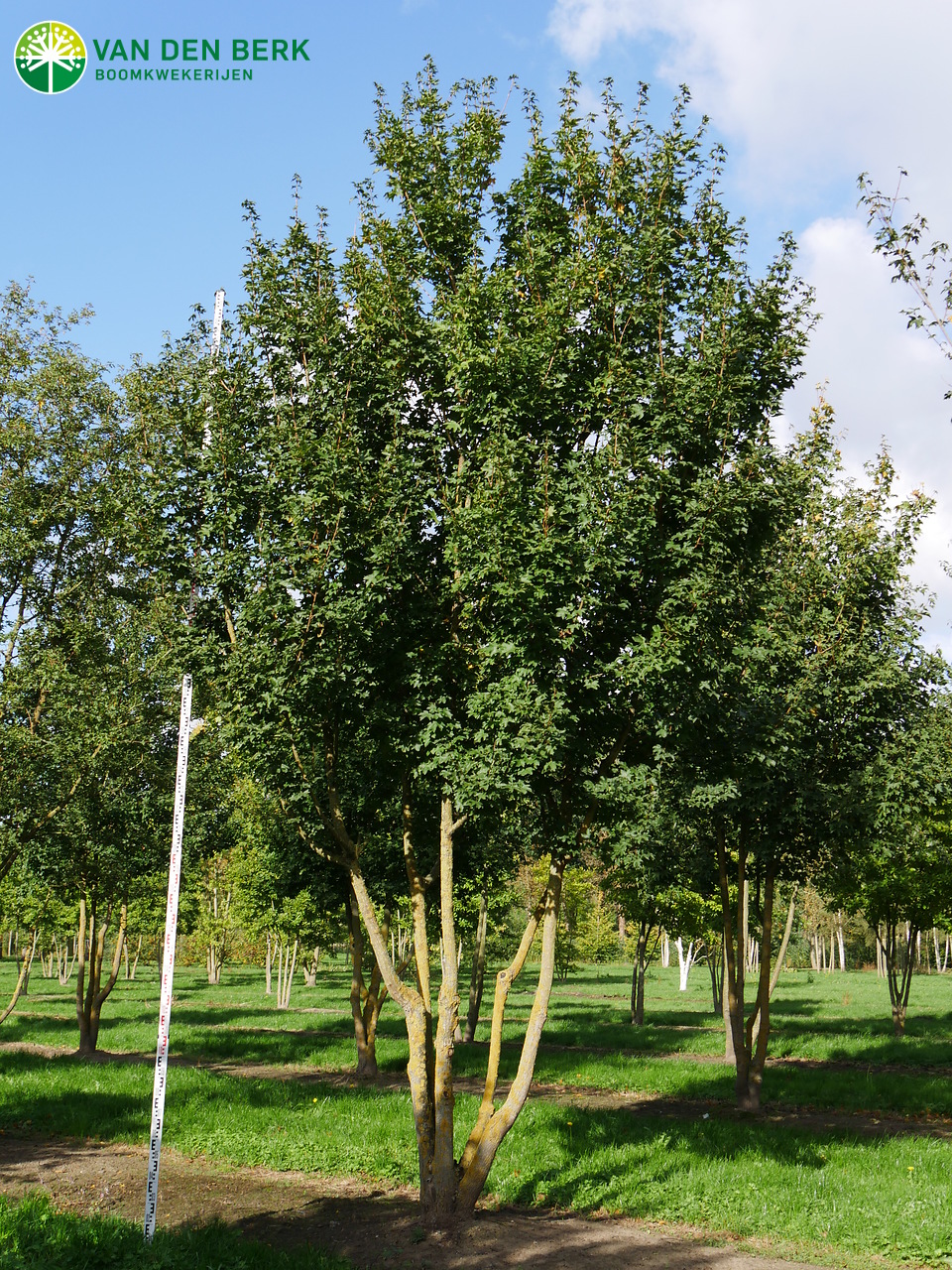 Acer campestre | Spaanse aak, Veldesdoorn - Van den Berk Boomkwekerijen
