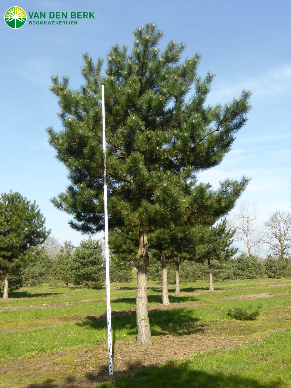 Pinus, den, pijnboom kopen - Van den Berk Boomkwekerijen