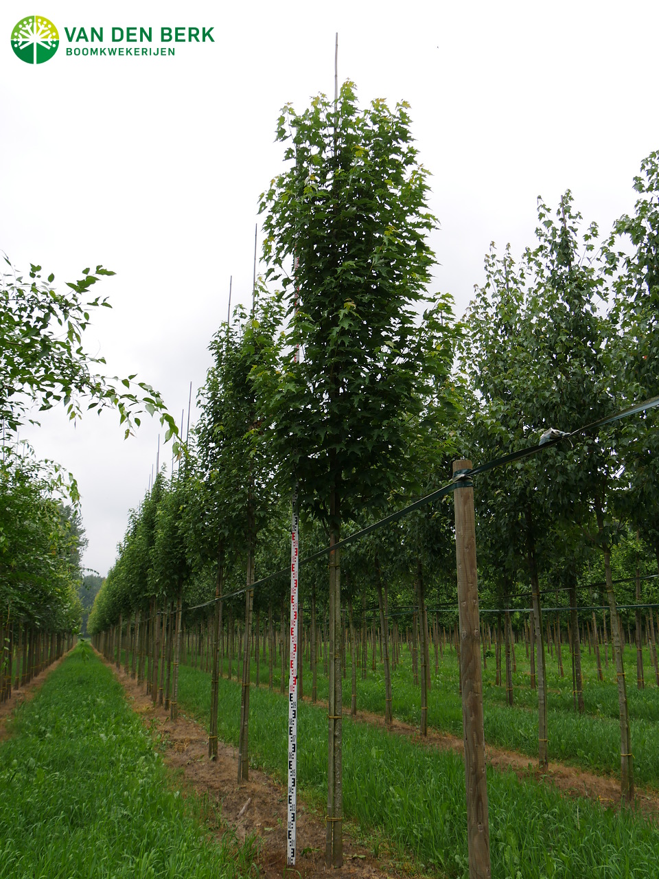 Acer rubrum 'Karpick' | Zuilvormige rode esdoorn (cv) - Van den Berk ...