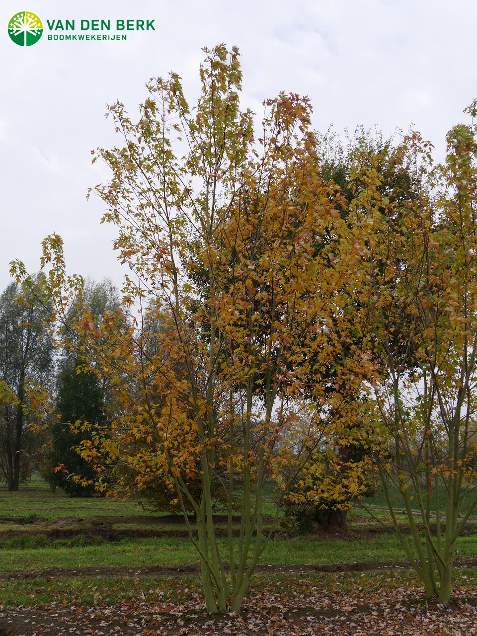 Acer saccharinum | Zilveresdoorn, Witte esdoorn - Van den Berk ...