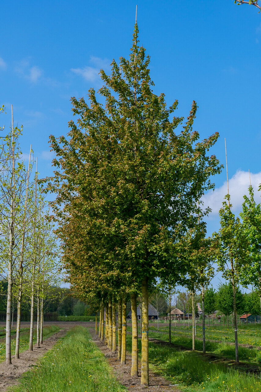 Acer negundo 'Sensation' - Van den Berk Boomkwekerijen