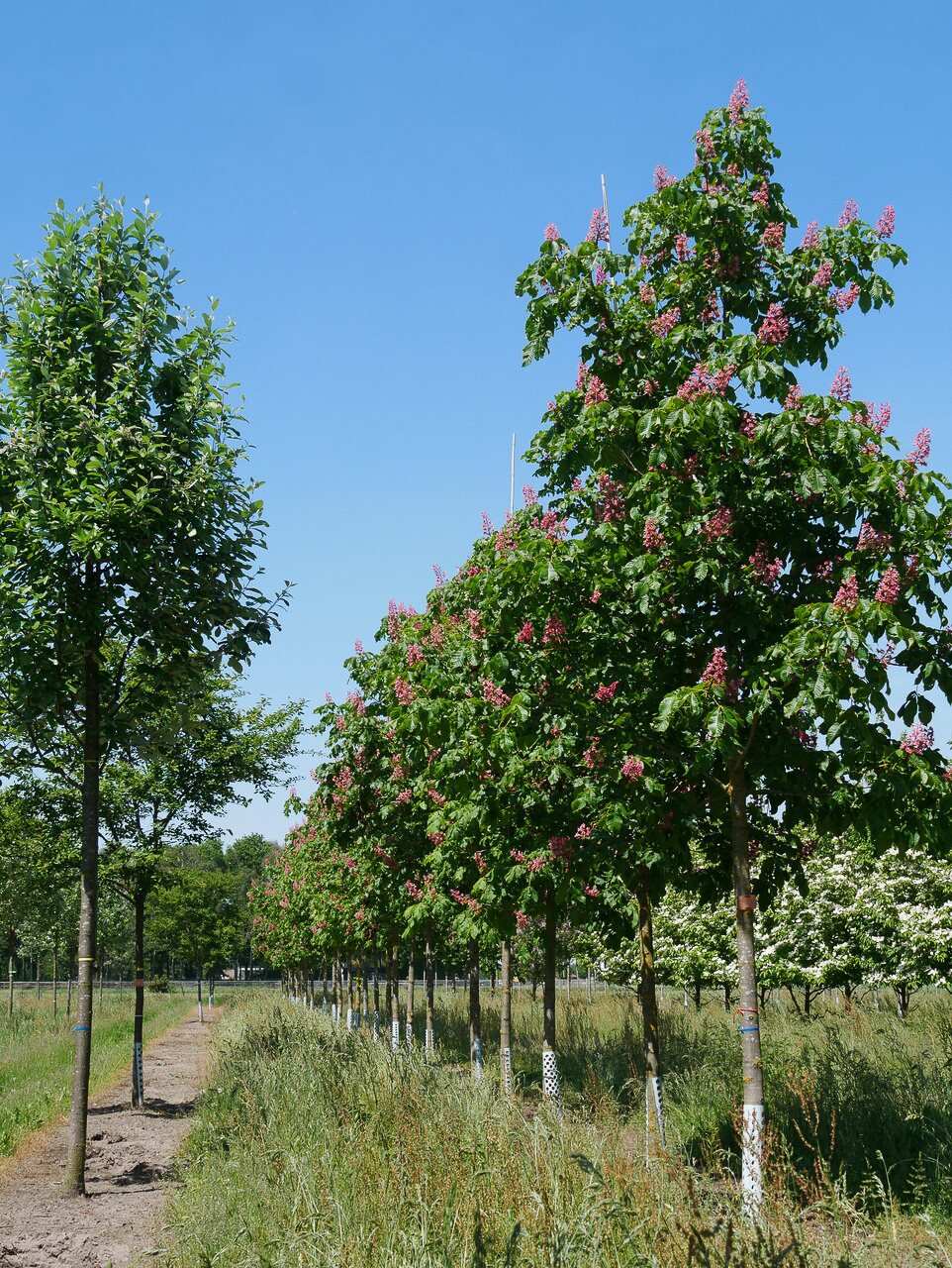 Aesculus ×carnea 'Briotii' | Rode paardenkastanje (cv) - Van den Berk ...