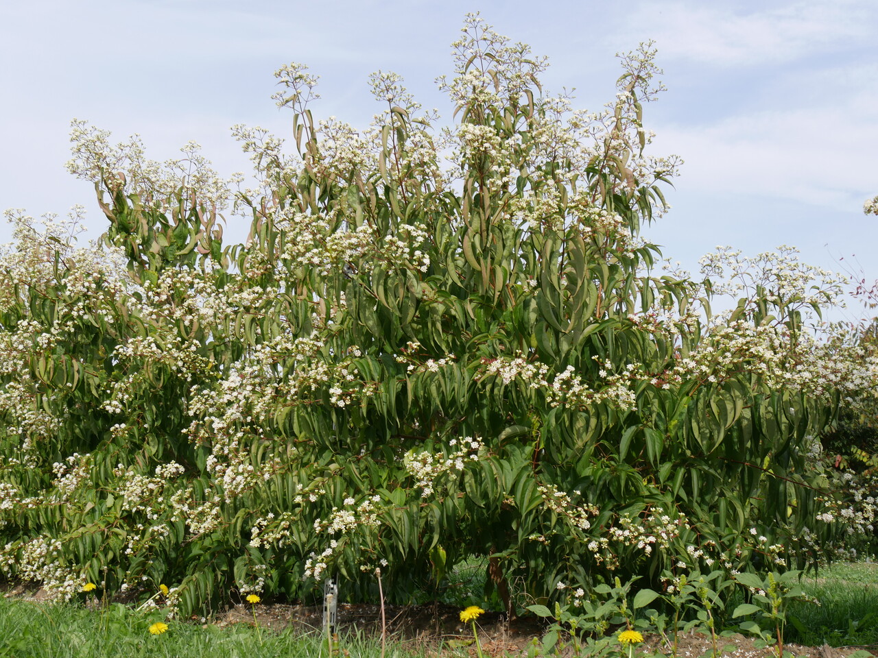 Heptacodium miconioides | Zevenzonenboom - Van den Berk Boomkwekerijen