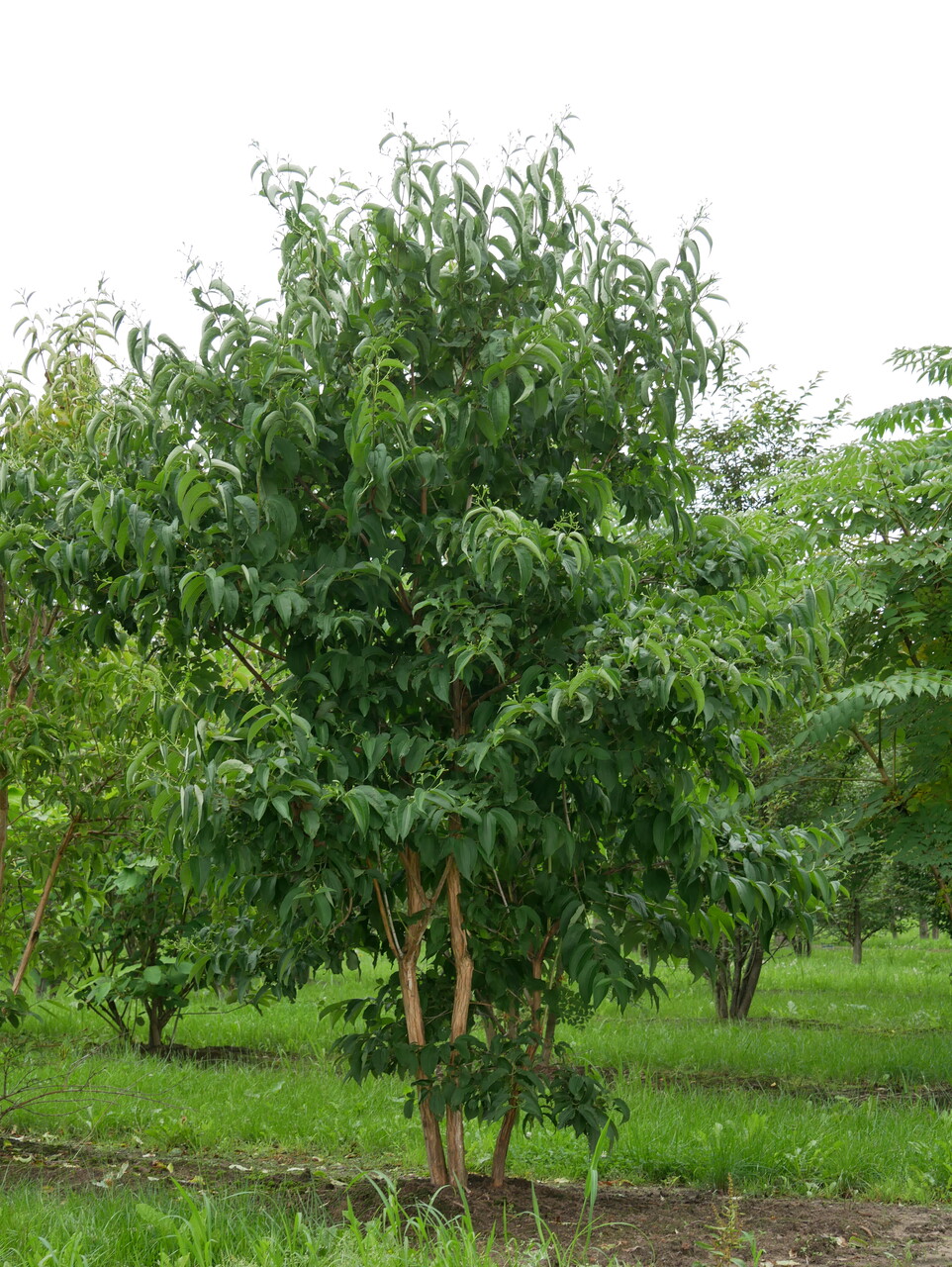 Heptacodium miconioides | Zevenzonenboom - Van den Berk Boomkwekerijen