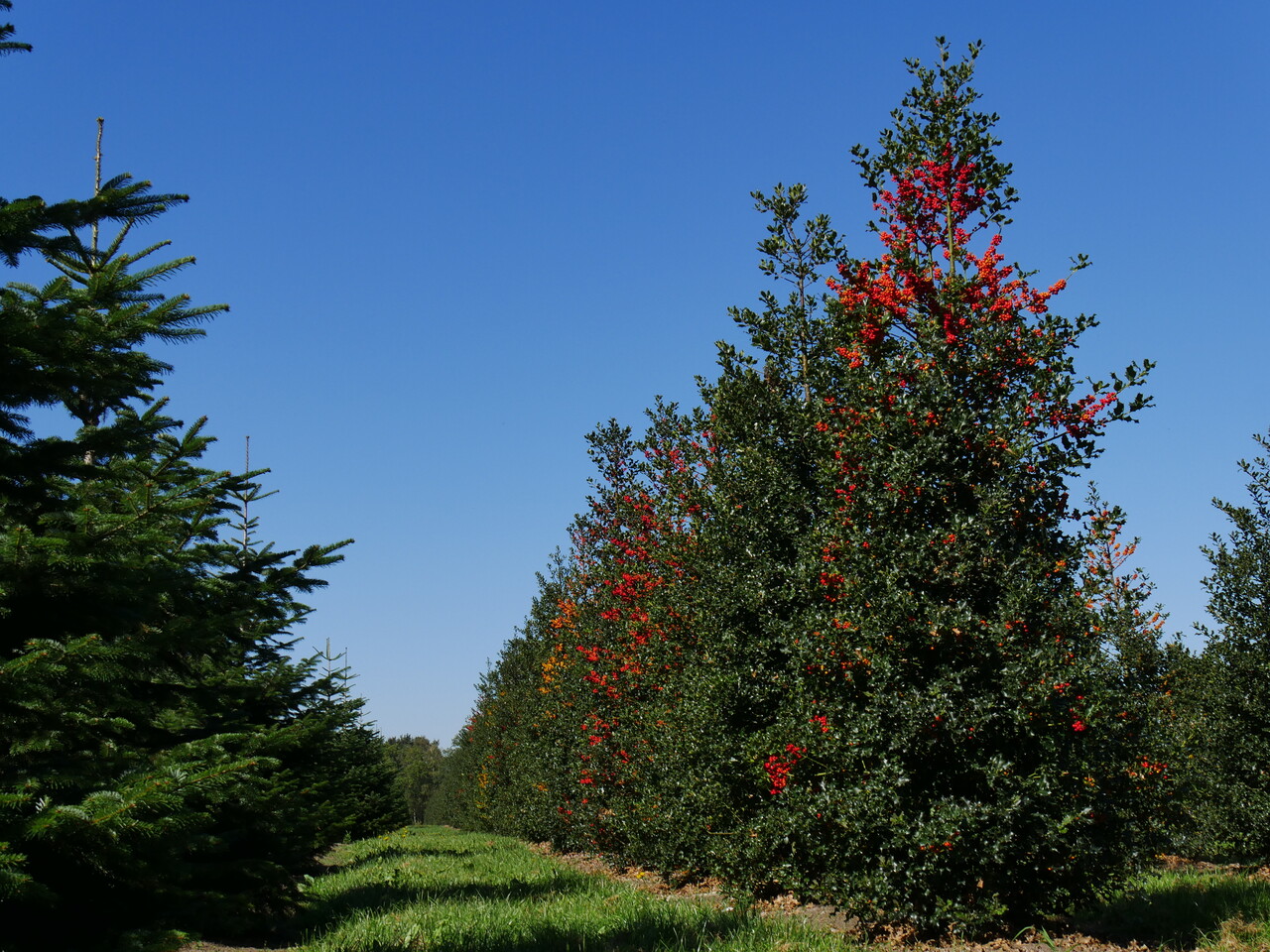 Ilex aquifolium | Gewone hulst, Groene hulst, Scherpe hulst - Van den ...
