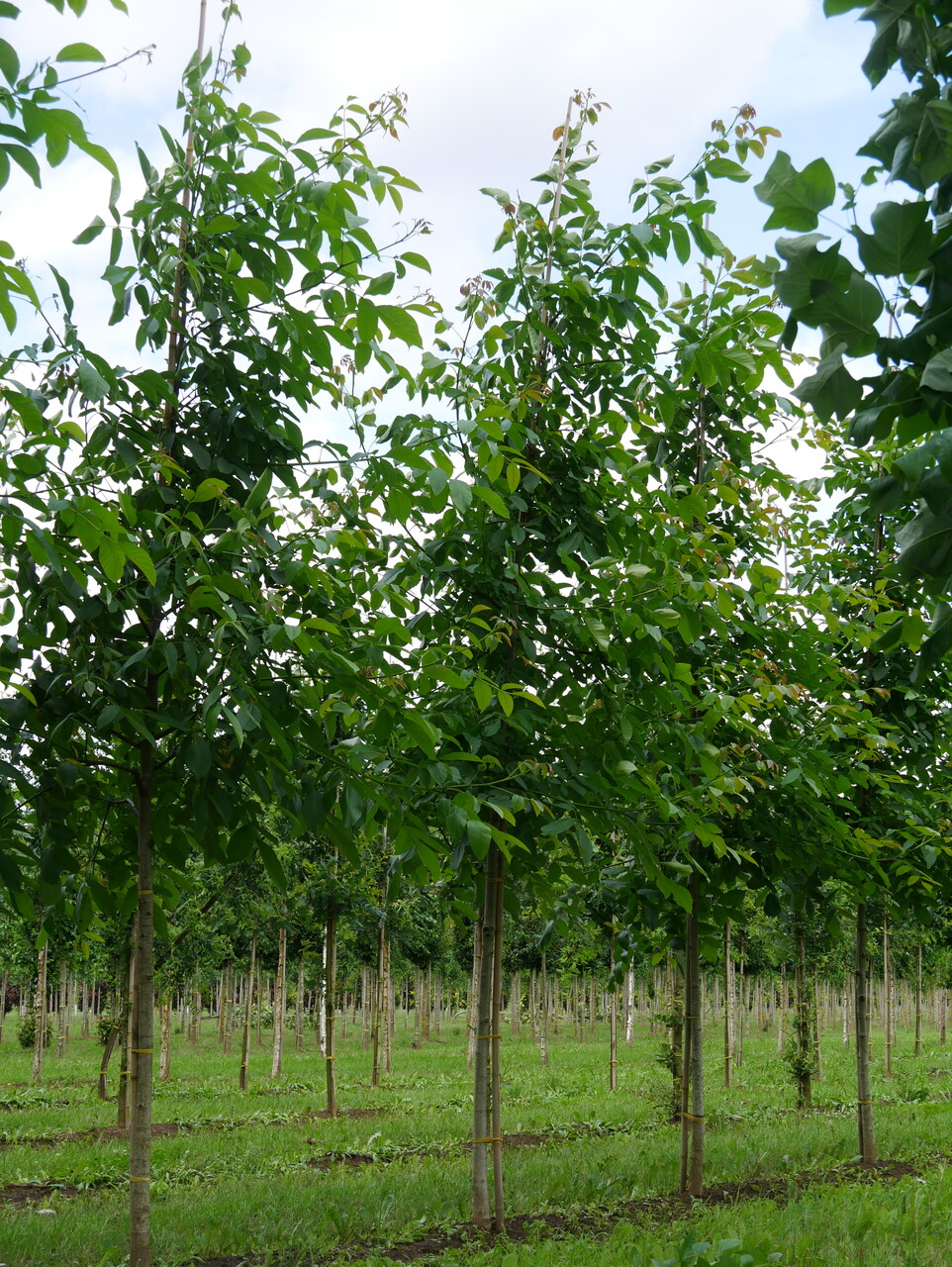 Juglans regia | Gewone walnoot, Okkernoot - Van den Berk Boomkwekerijen