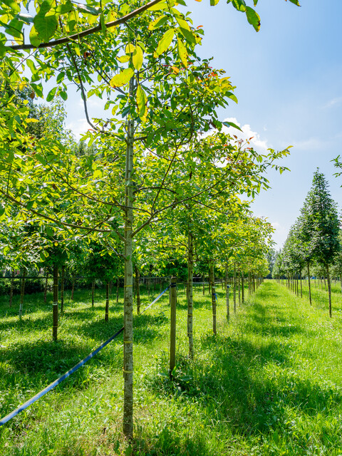 Juglans regia | Gewone walnoot, Okkernoot - Van den Berk Boomkwekerijen