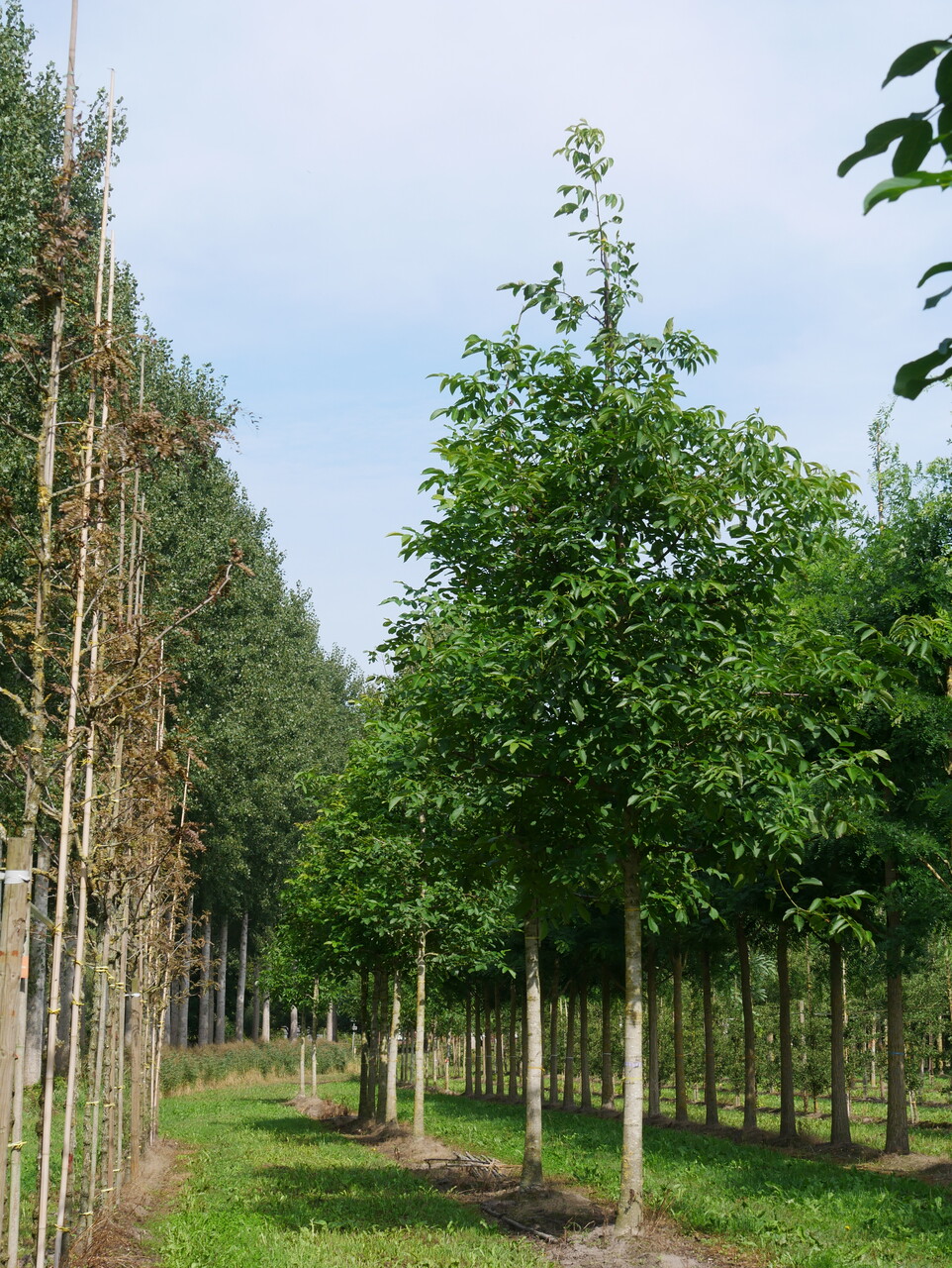 Juglans regia | Gewone walnoot, Okkernoot - Van den Berk Boomkwekerijen