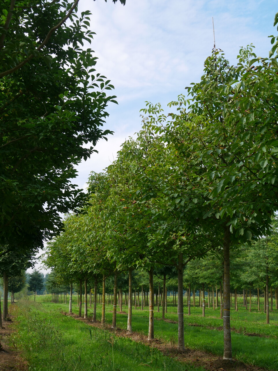 Juglans regia | Gewone walnoot, Okkernoot - Van den Berk Boomkwekerijen