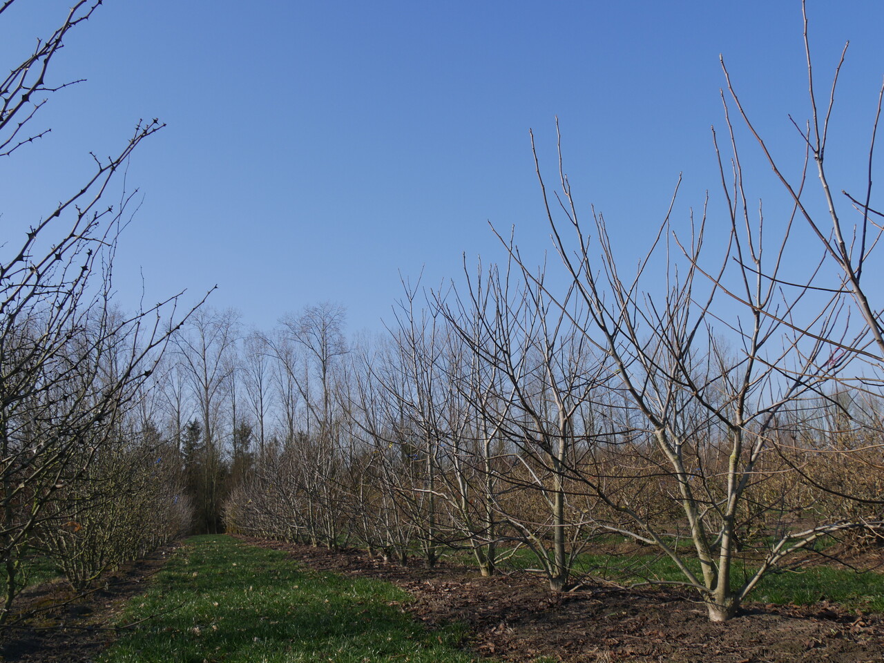 Juglans regia | Gewone walnoot, Okkernoot - Van den Berk Boomkwekerijen
