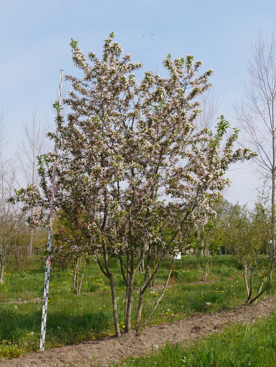 Malus 'Red Sentinel' | Sierappel (cv) - Van den Berk Boomkwekerijen