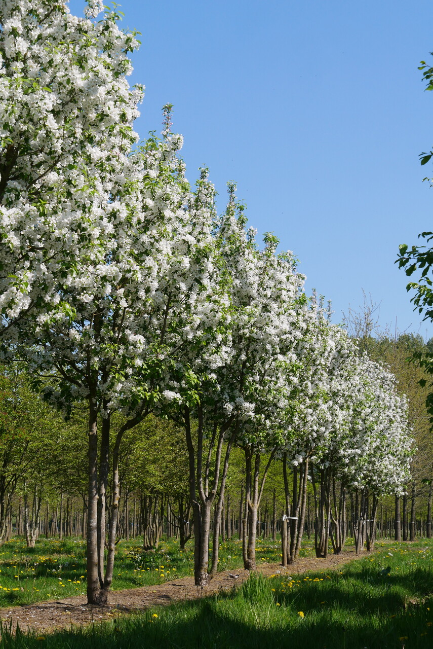 Malus sylvestris | Wilde appel - Van den Berk Boomkwekerijen