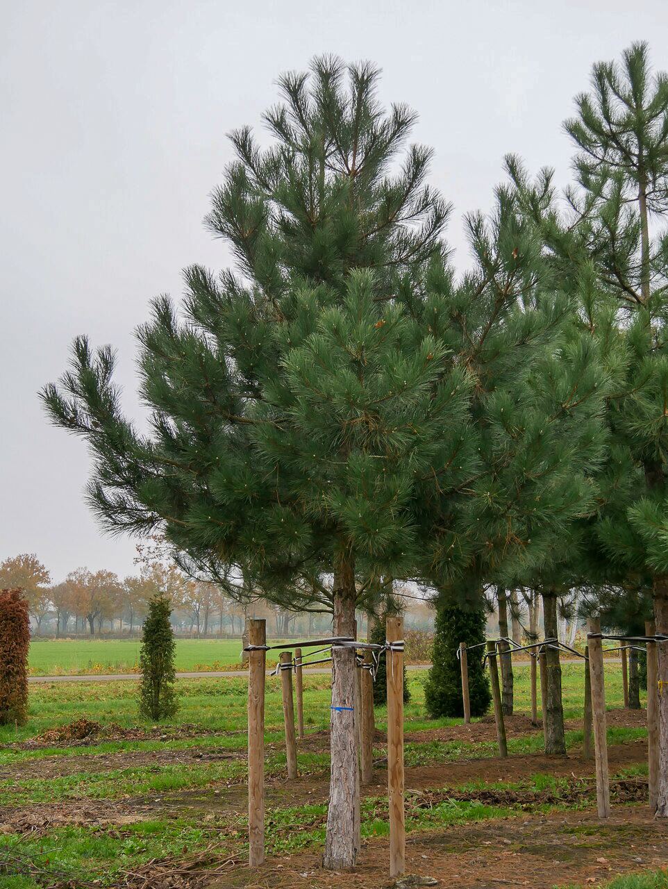 Pinus nigra subsp. nigra | Zwarte den, Oostenrijkse den - Van den Berk ...