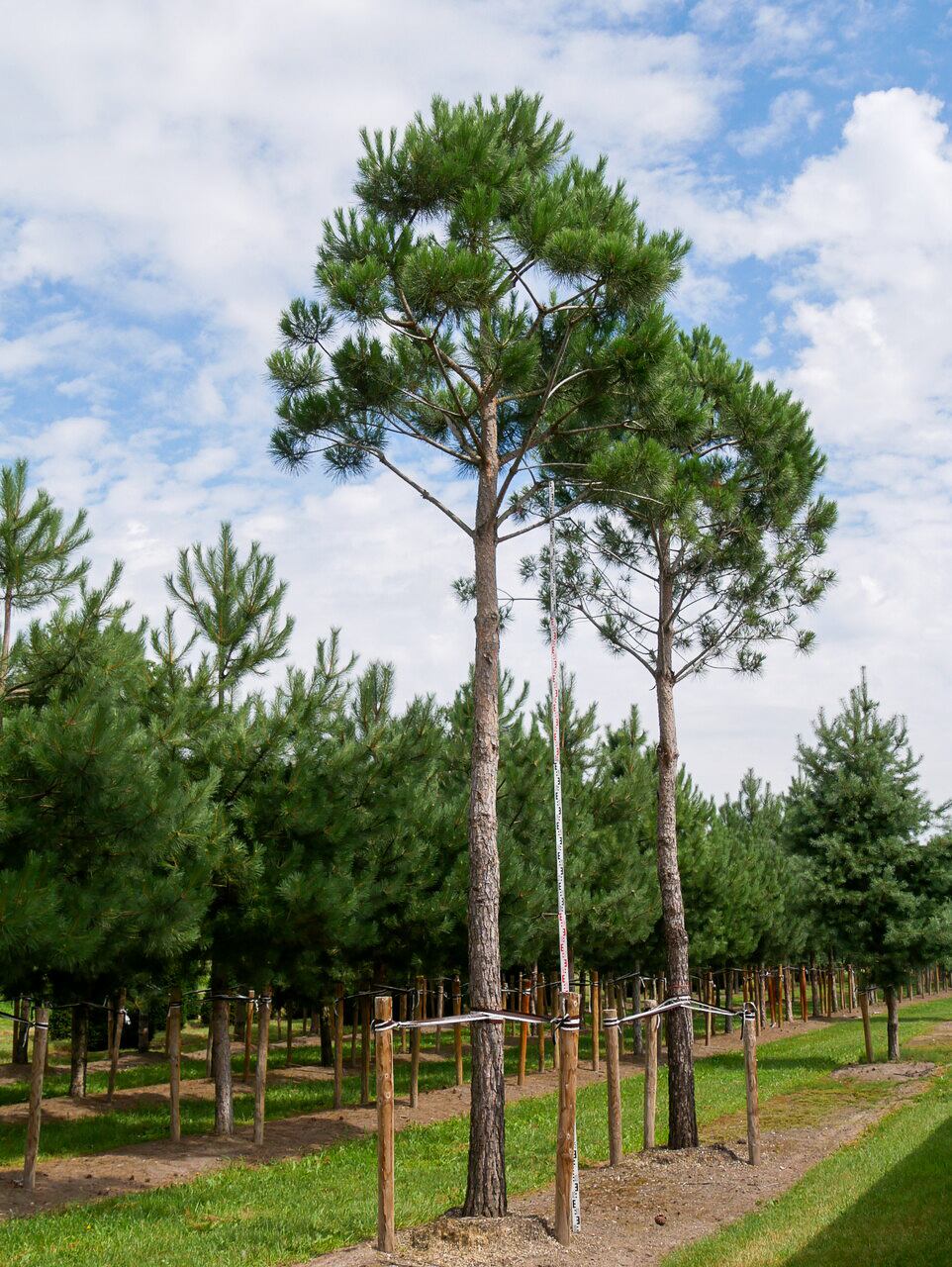 Pinus pinea | Parasolden - Van den Berk Boomkwekerijen