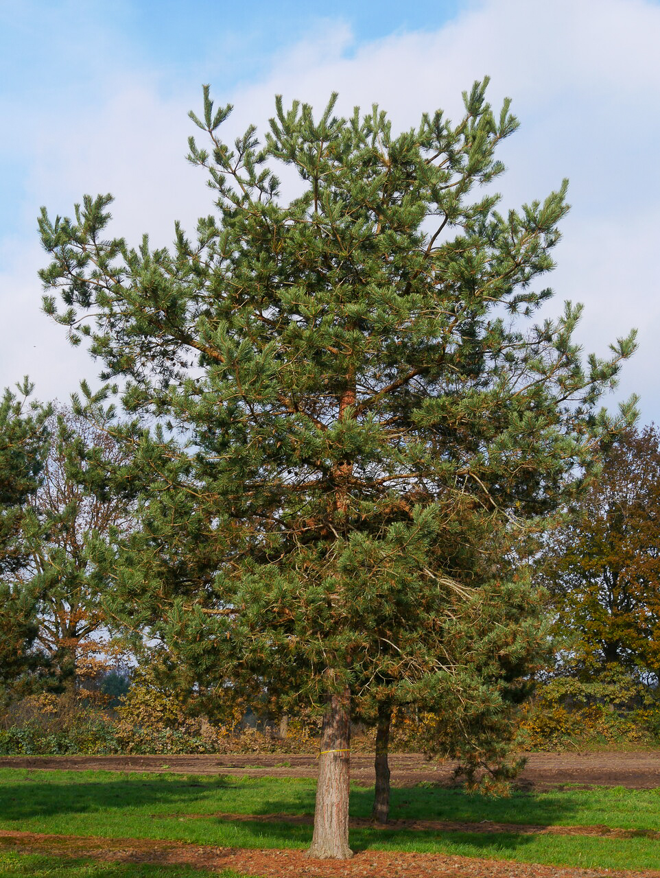 Pinus sylvestris | Grove den, Vliegden - Van den Berk Boomkwekerijen
