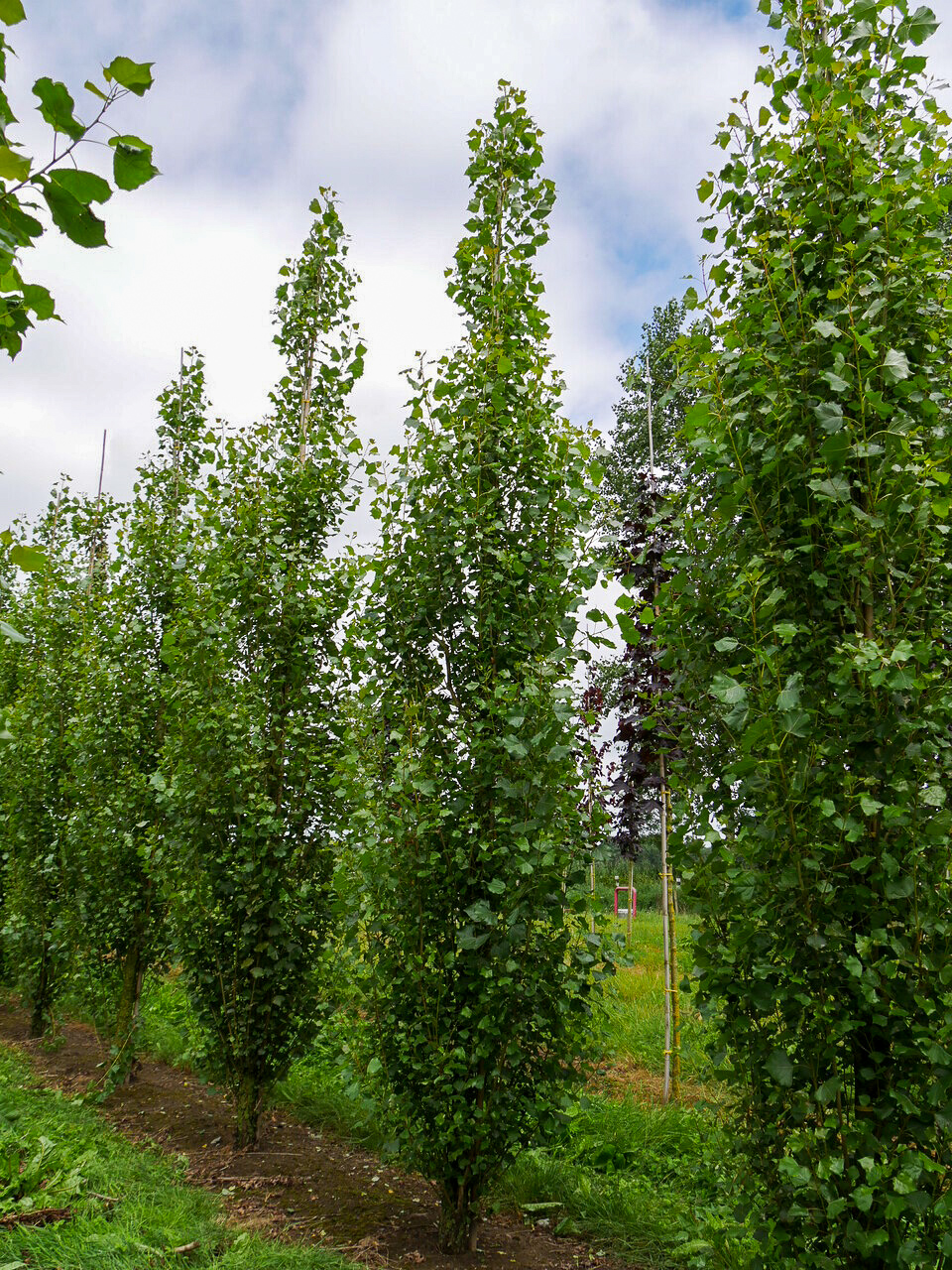 Populus nigra 'Italica' | Italiaanse populier - Van den Berk Boomkwekerijen