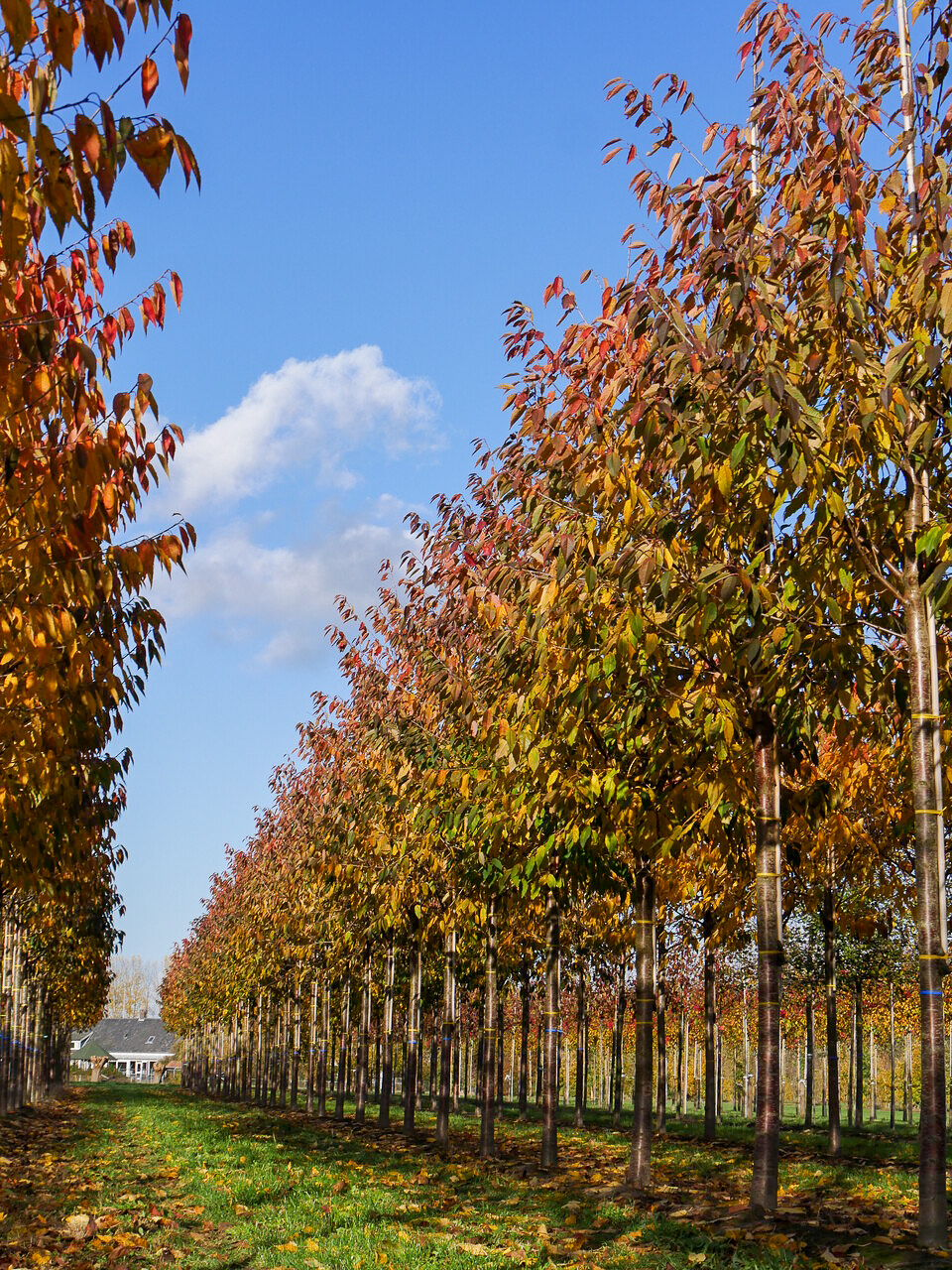 Prunus avium 'Plena' | Sierkers (cv) - Van den Berk Boomkwekerijen
