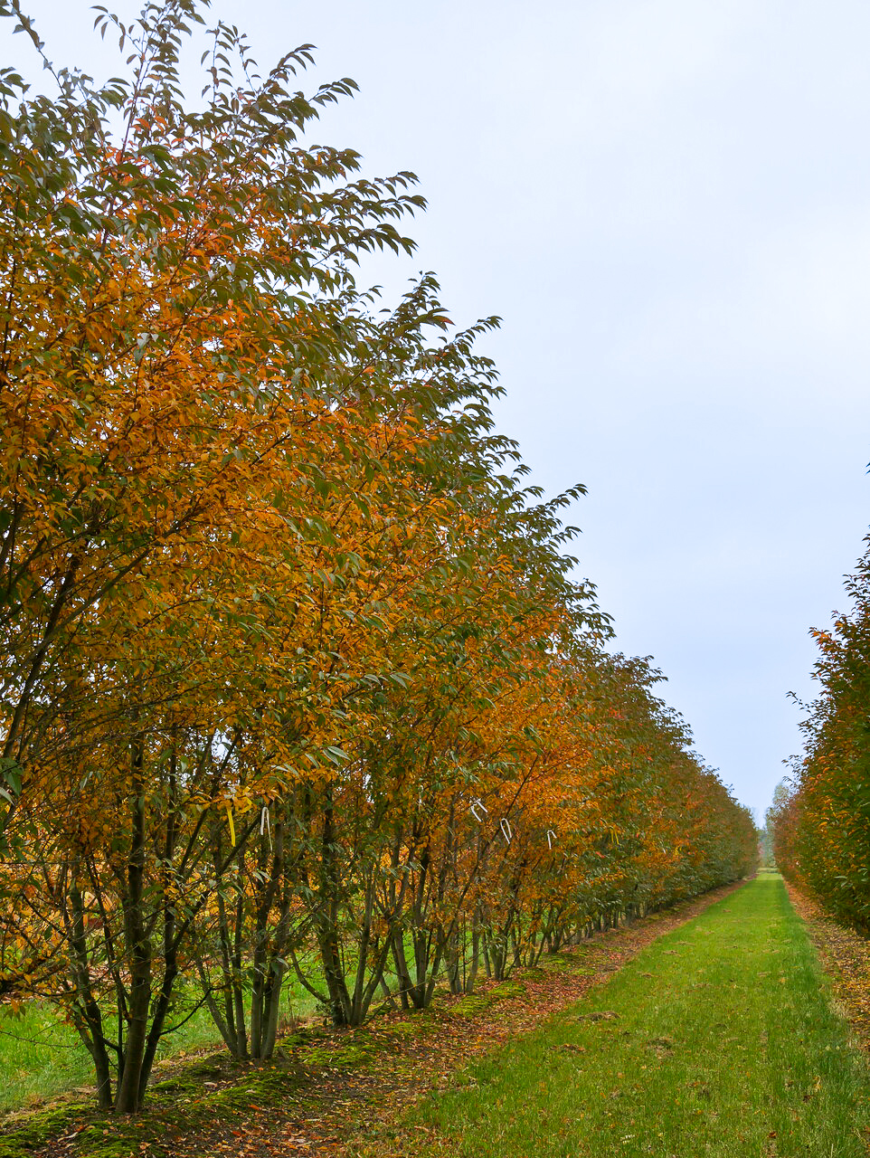 Prunus incisa 'Paean' - Van den Berk Boomkwekerijen